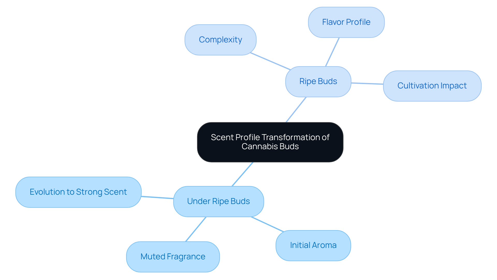 The center node represents the main topic of scent transformation, while the branches show how under ripe and ripe buds differ in fragrance, impacting cultivation and quality. The center node represents the main topic of scent transformation, while the branches show how under ripe and ripe buds differ in fragrance, impacting cultivation and quality.