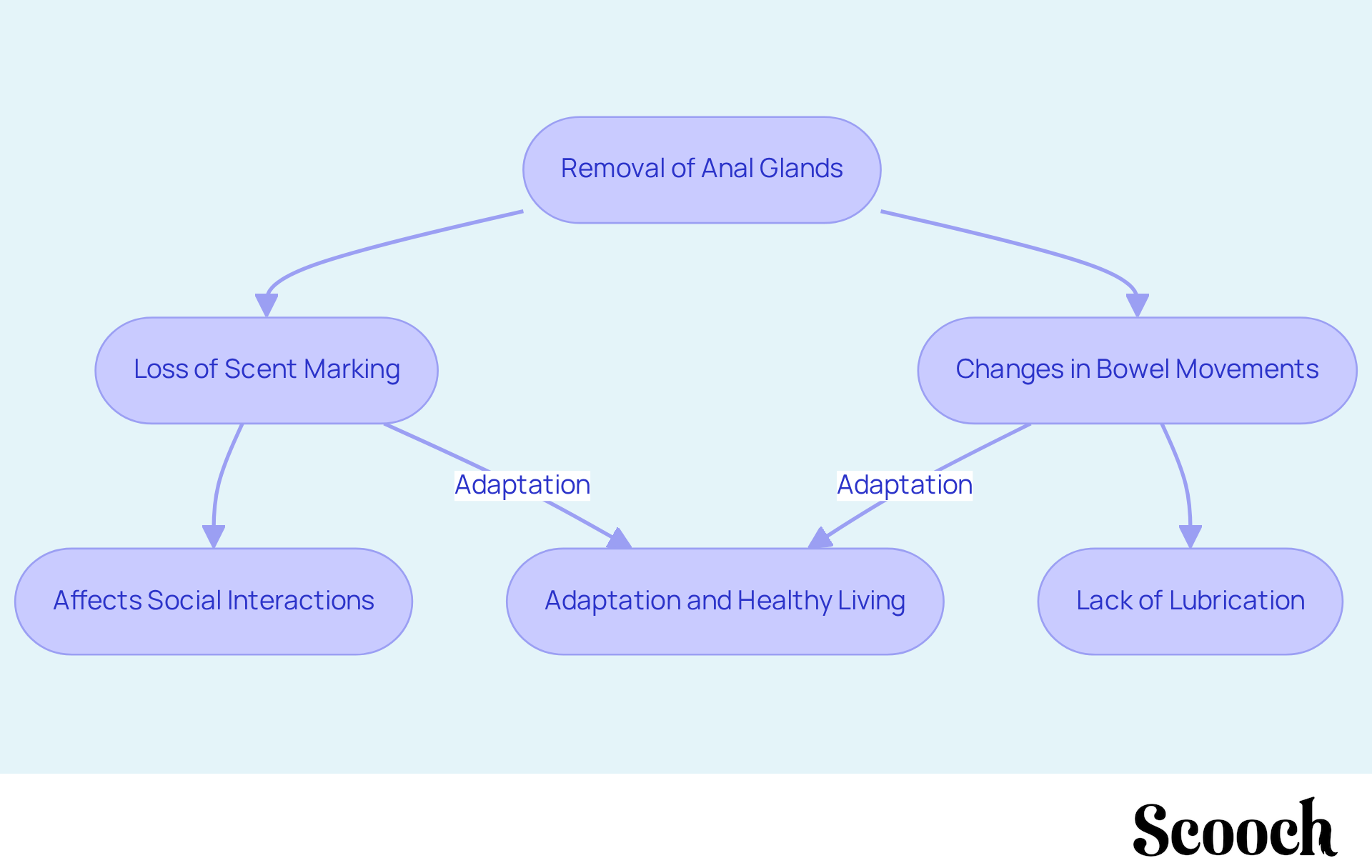 This flowchart shows what happens when dogs have their anal glands removed. It starts with the surgery and leads to changes in behavior and health, but also highlights that many dogs adapt well and continue to live happily. This flowchart shows what happens when dogs have their anal glands removed. It starts with the surgery and leads to changes in behavior and health, but also highlights that many dogs adapt well and continue to live happily.