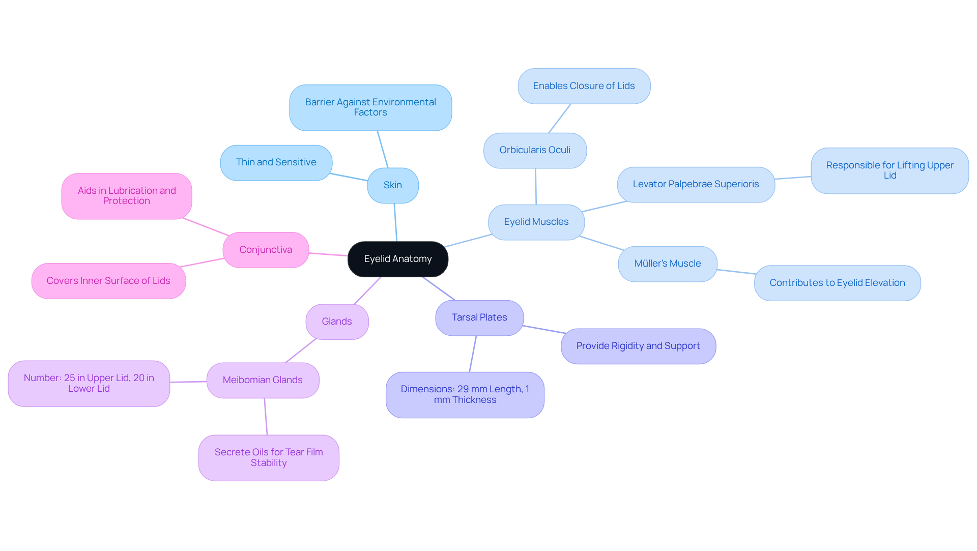 This mindmap starts with the central theme of eyelid anatomy and branches out to show the key components. Each branch represents a different part of the eyelid, and the sub-branches provide additional details about their functions. The colors help to distinguish between the different components, making it easier to understand how they all fit together.