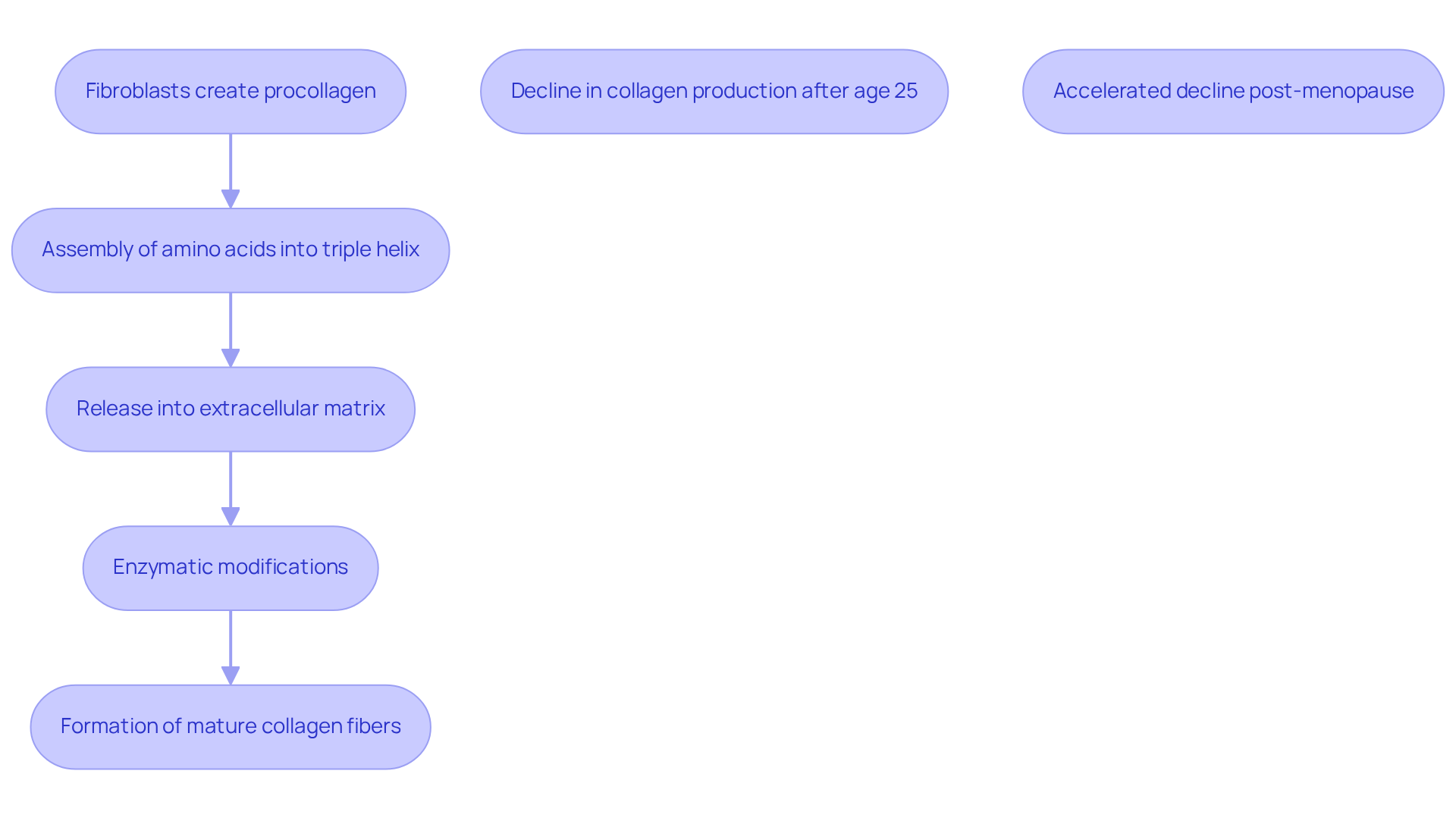 Follow the arrows to see how collagen is produced and transformed. The side note highlights important age-related changes in collagen production, reminding us to care for our skin as we age.
