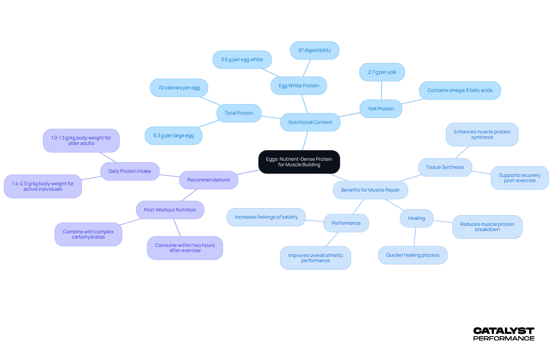 The central node represents the main topic of eggs as a protein source. Each branch shows different aspects of their nutritional value and benefits, making it easy to understand how eggs contribute to muscle building and recovery.
