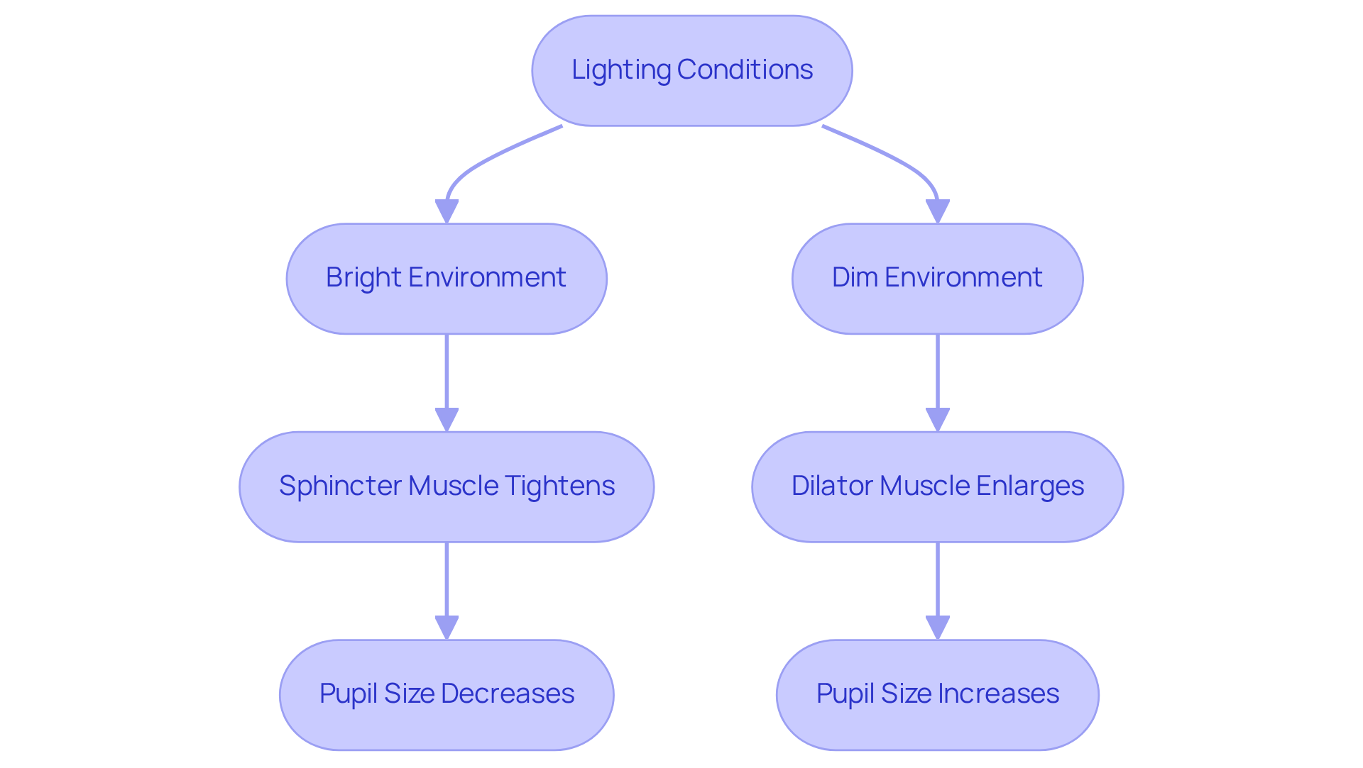 This flowchart shows how the iris responds to different lighting conditions. Follow the arrows to see how the pupil size changes: it gets smaller in bright light and larger in dim light, helping protect your eyes and improve vision. This flowchart shows how the iris responds to different lighting conditions. Follow the arrows to see how the pupil size changes: it gets smaller in bright light and larger in dim light, helping protect your eyes and improve vision.