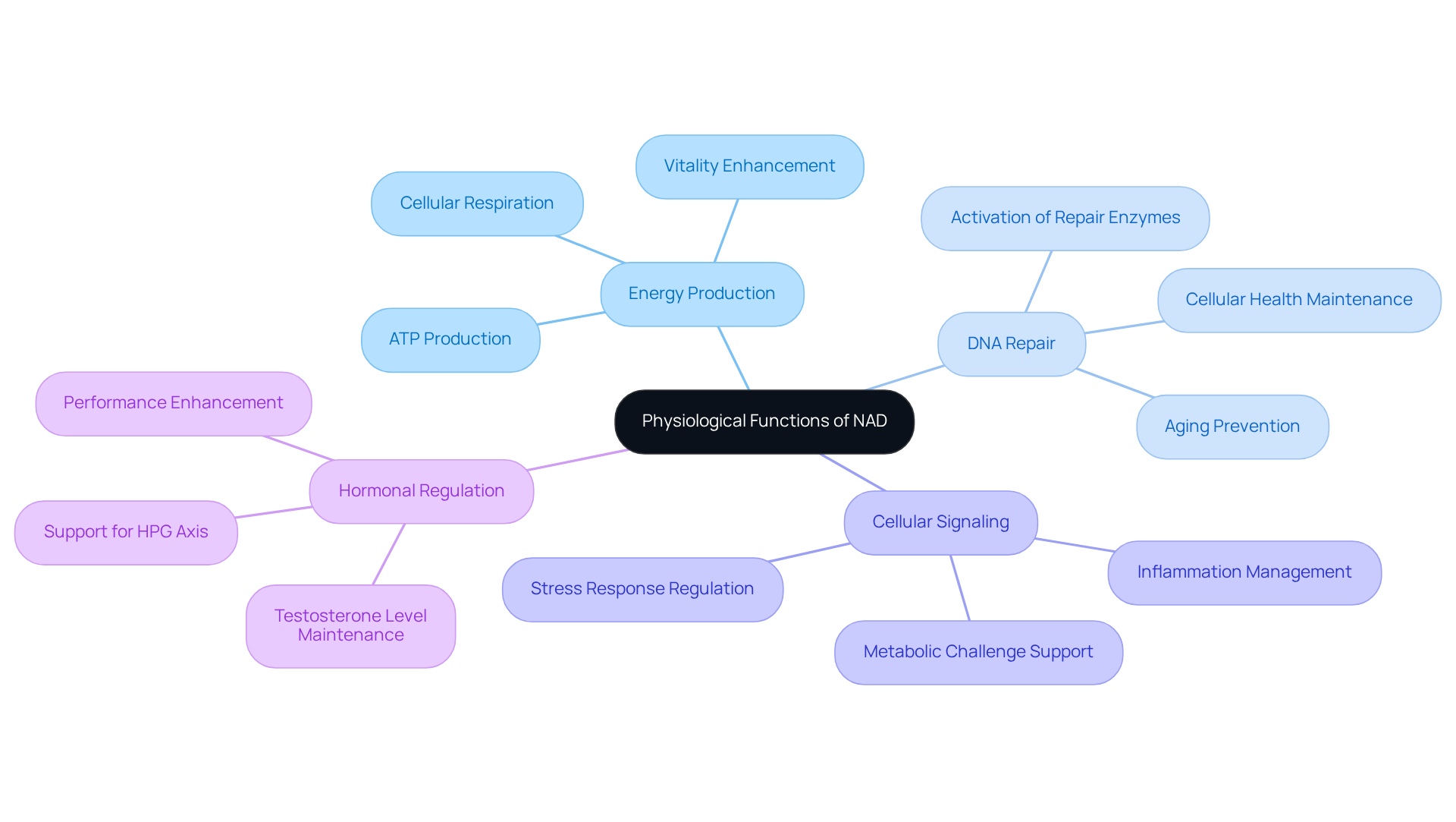 The center shows NAD's functions, and each branch highlights a specific area where NAD plays a crucial role in health. Follow the branches to understand how NAD contributes to energy, repair, signaling, and hormonal balance. The center shows NAD's functions, and each branch highlights a specific area where NAD plays a crucial role in health. Follow the branches to understand how NAD contributes to energy, repair, signaling, and hormonal balance.