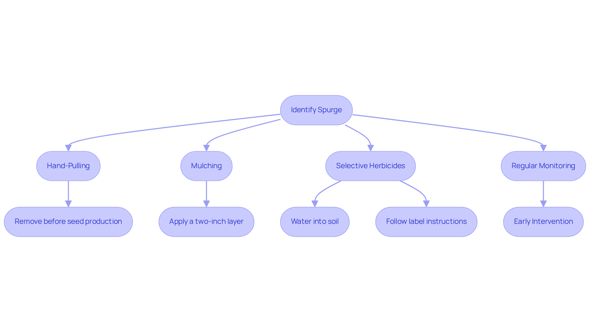 Follow the arrows to see the steps you can take to manage spurge in your garden. Each action helps you reclaim your space and protect your plants from this invasive weed. Follow the arrows to see the steps you can take to manage spurge in your garden. Each action helps you reclaim your space and protect your plants from this invasive weed.