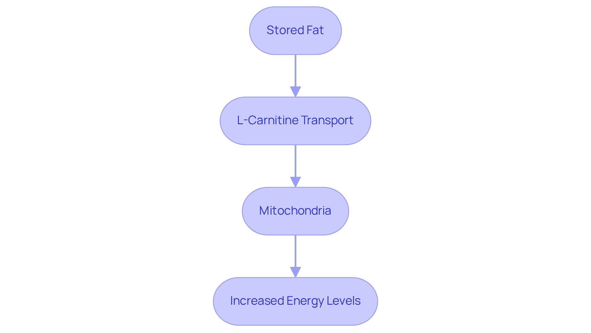 Follow the arrows to see how stored fat is transformed into energy with the help of L-Carnitine. Each step shows how this process contributes to feeling more energized and supports weight loss. Follow the arrows to see how stored fat is transformed into energy with the help of L-Carnitine. Each step shows how this process contributes to feeling more energized and supports weight loss.