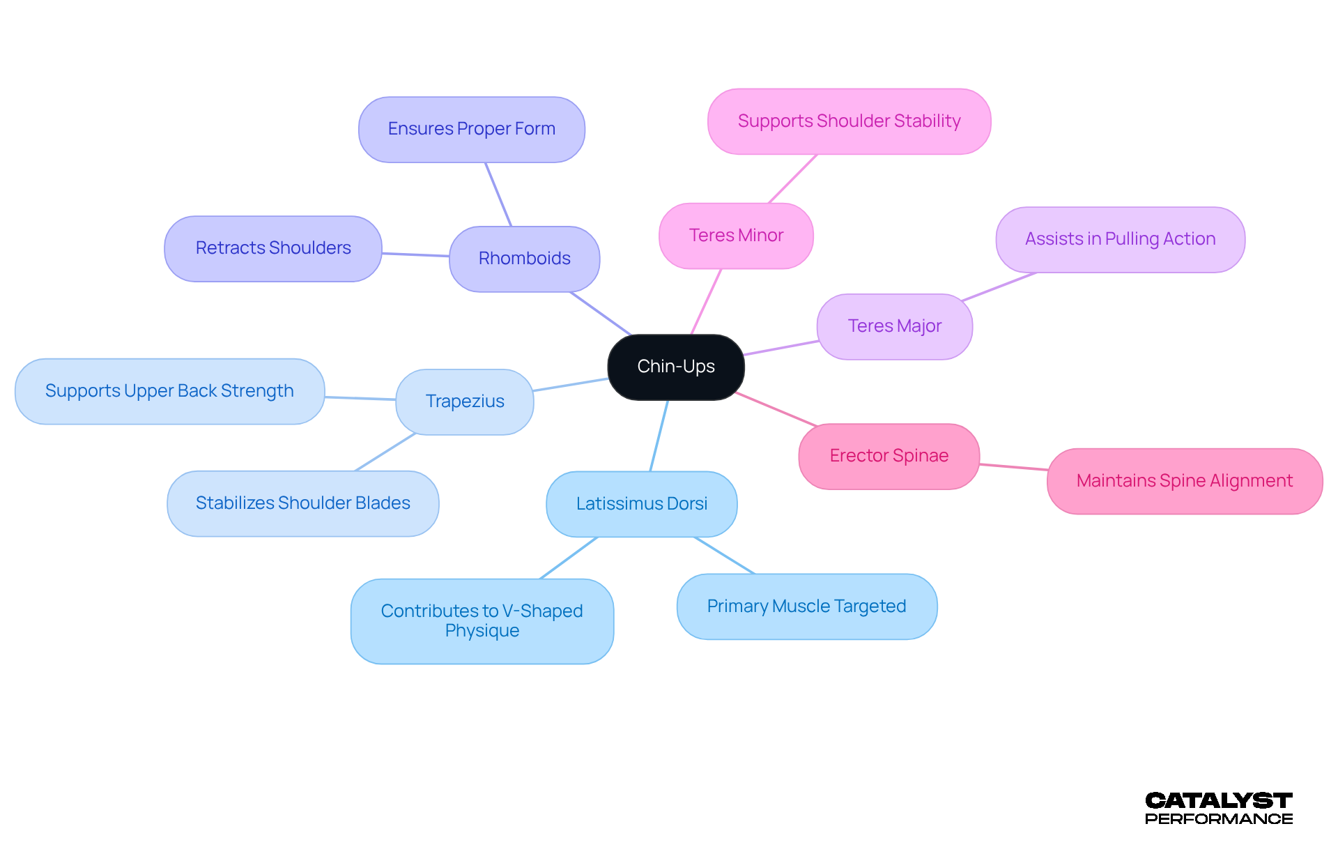 The central node represents chin-ups, while the branches show the major muscles involved. Each muscle's role is detailed in sub-branches, helping you understand how they contribute to the exercise and your overall fitness. The central node represents chin-ups, while the branches show the major muscles involved. Each muscle's role is detailed in sub-branches, helping you understand how they contribute to the exercise and your overall fitness.
