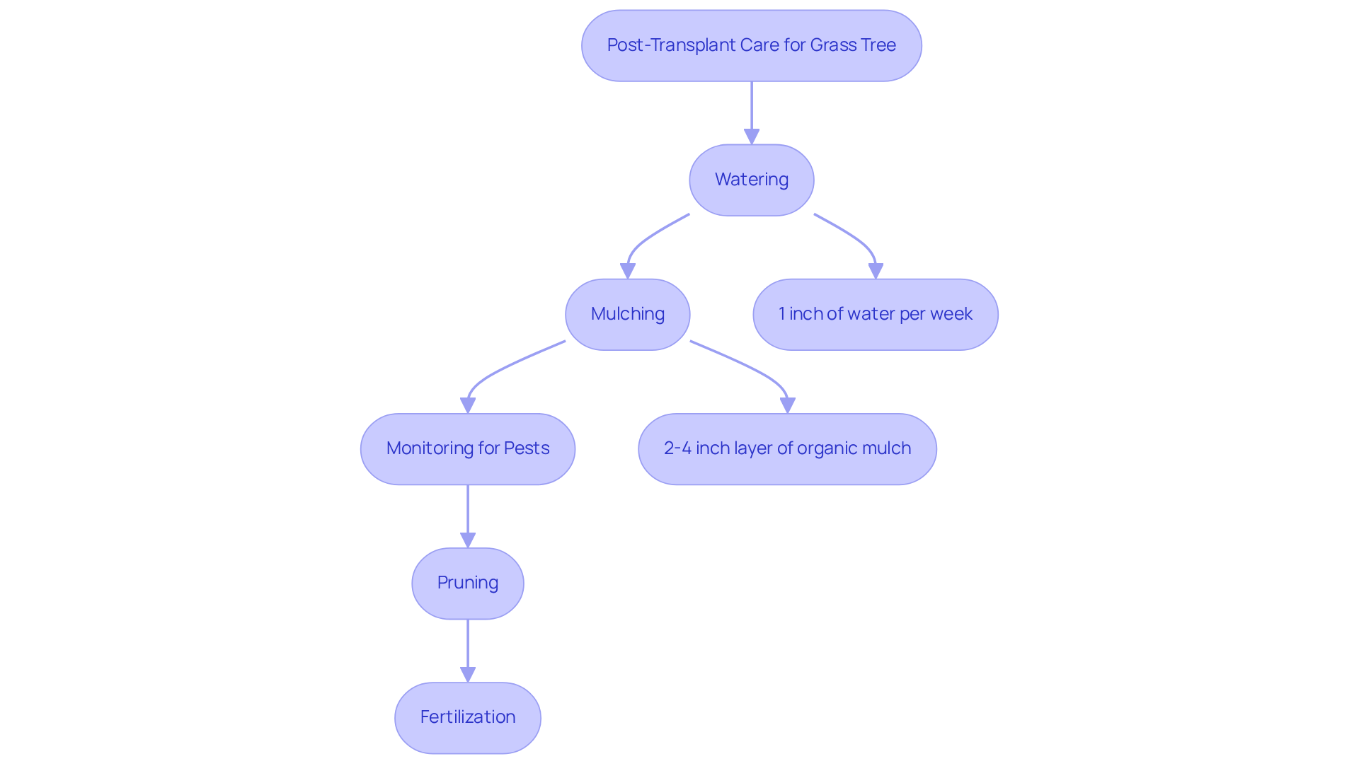 Follow the arrows to see the steps you need to take after transplanting a Grass Tree. Each box represents an important action to help the tree thrive in its new home.