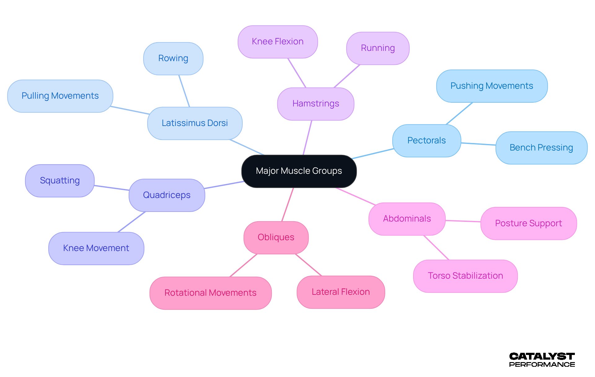 The central node represents the overall topic of muscle groups, while each branch shows a specific muscle group and its role in fitness. Follow the branches to see how each group contributes to movement and stability.