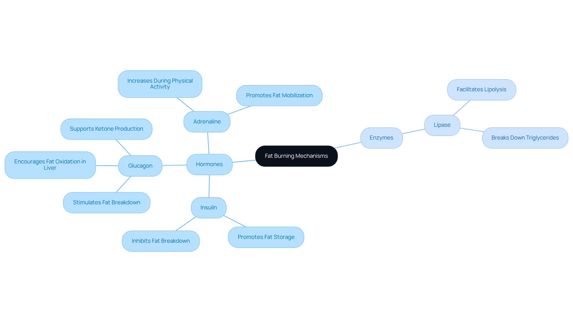 This mindmap illustrates how hormones and enzymes interact in fat metabolism. Each branch represents a key player in the process, showing their specific roles and how they contribute to effective weight management.