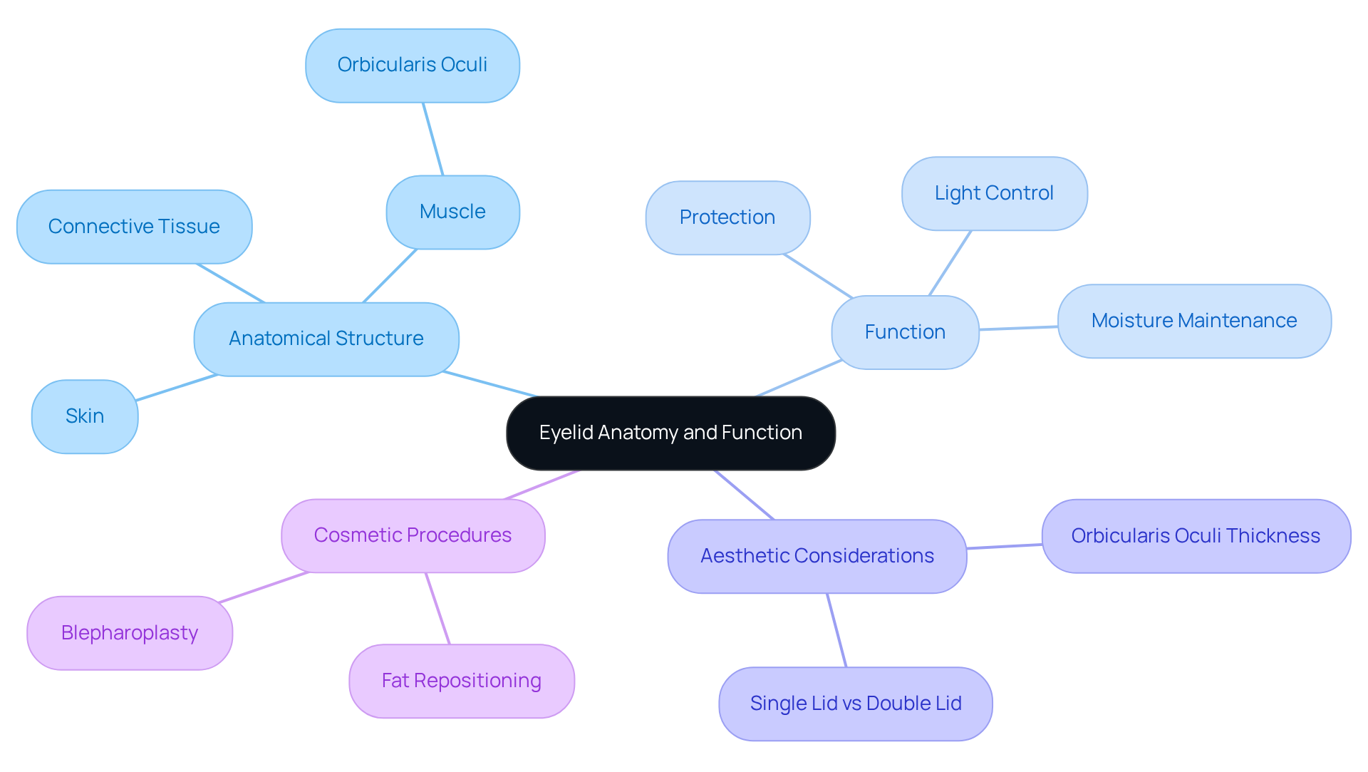 The central node represents the overall topic, while branches show different aspects of eyelid anatomy and function. Each sub-branch provides more detail, helping you understand how these elements relate to aesthetics and cosmetic choices. The central node represents the overall topic, while branches show different aspects of eyelid anatomy and function. Each sub-branch provides more detail, helping you understand how these elements relate to aesthetics and cosmetic choices.