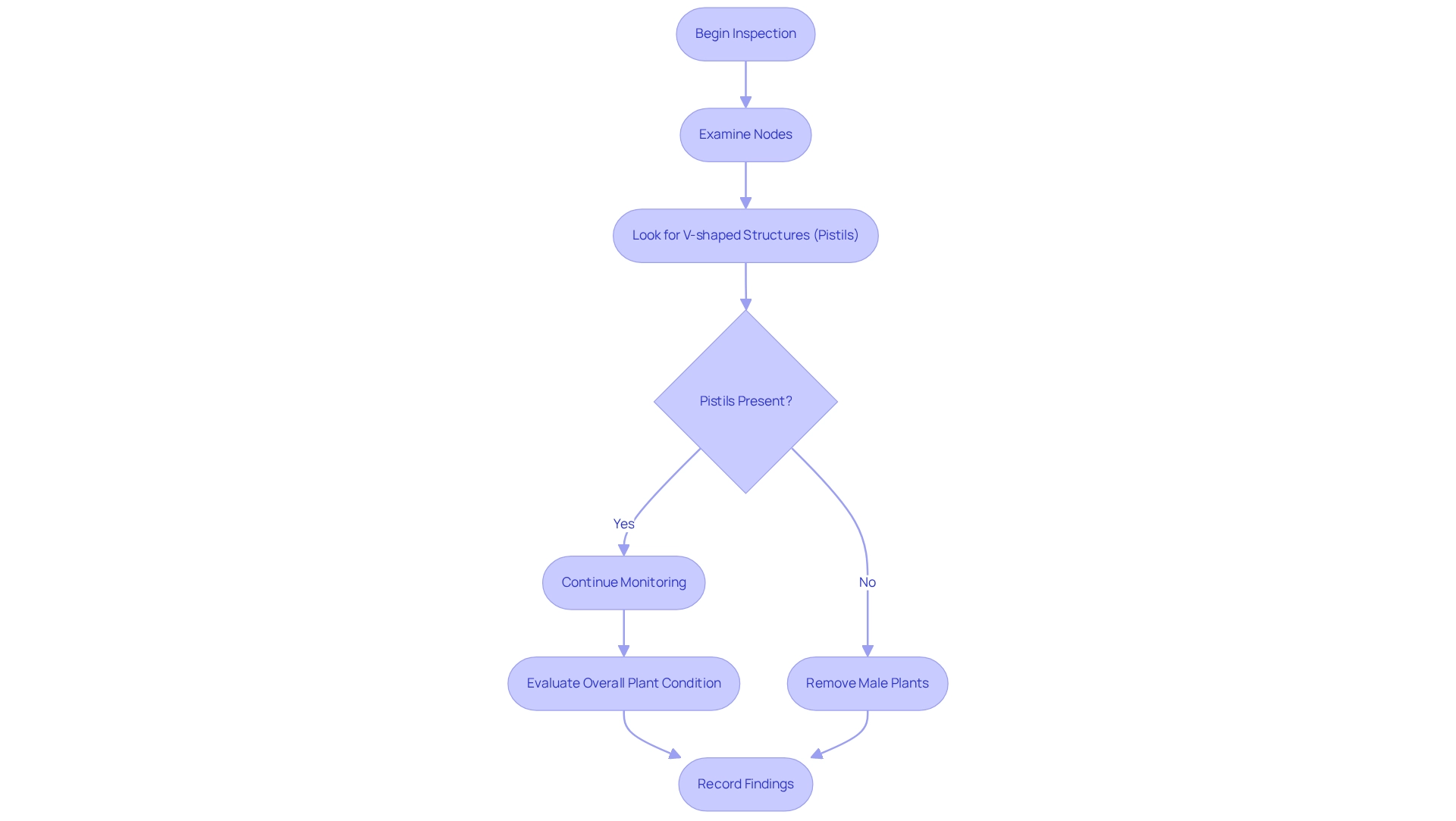 This flowchart guides you through the steps of inspecting cannabis plants. Each box represents a key action you should take, and the arrows show you the next steps based on what you find. Follow the flow to ensure you recognize female plants early!