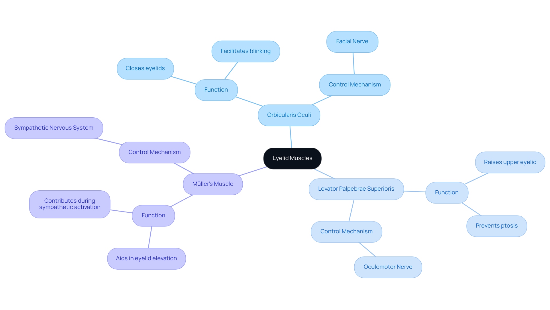 This mindmap illustrates the key eyelid muscles and their roles. Start at the center with 'Eyelid Muscles', then explore each branch to learn about specific muscles and what they do. The colors help differentiate each muscle, making it easier to follow their functions.