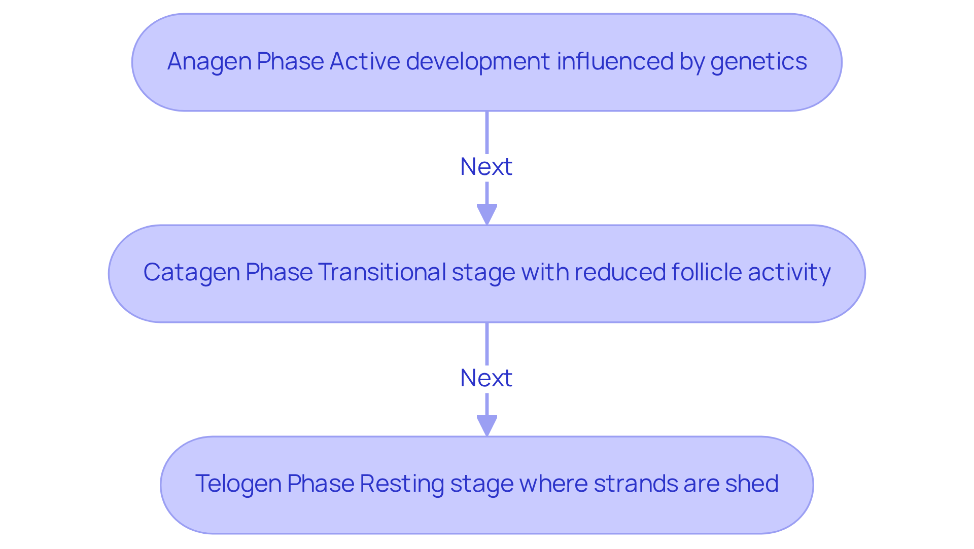 This flowchart illustrates the three phases of facial hair growth. Start at the top with the Anagen Phase, where hair actively grows, then move down to the Catagen Phase, where growth slows, and finally to the Telogen Phase, where hair rests and sheds. Follow the arrows to understand how each phase connects.