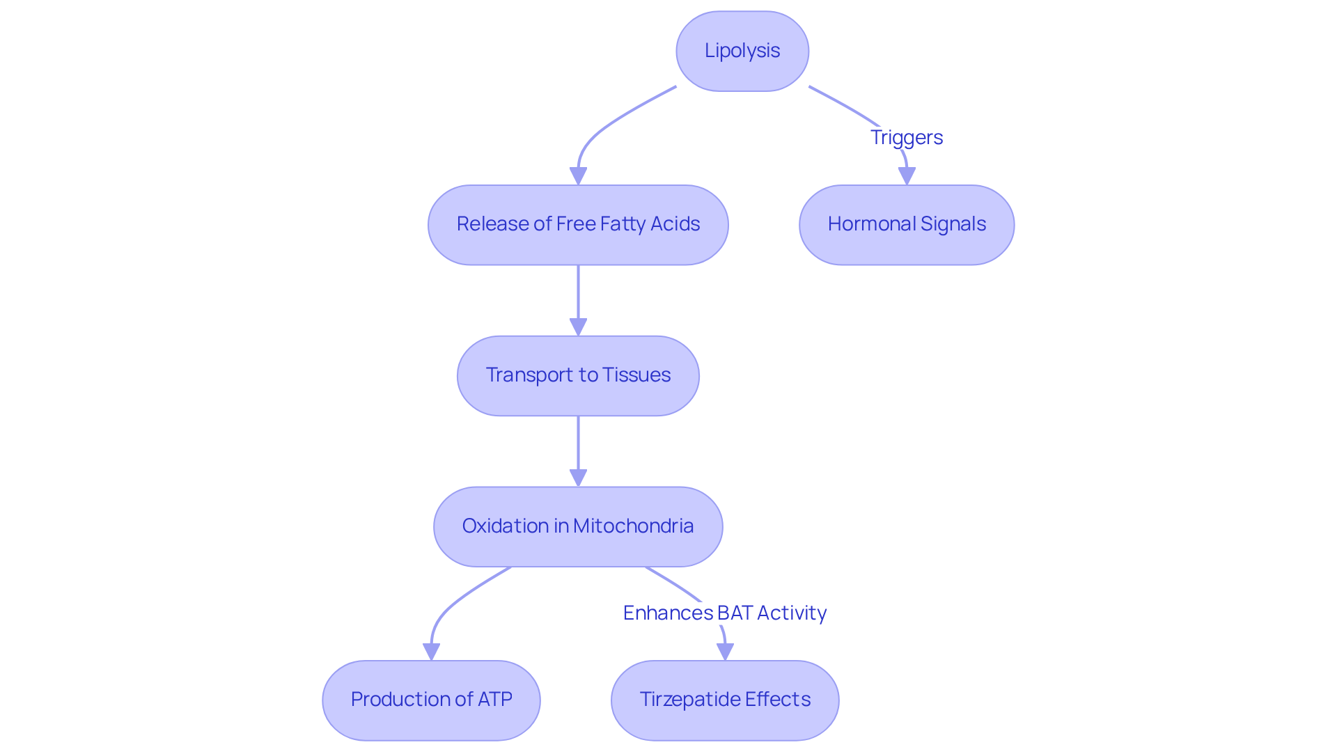 This flowchart illustrates how lipolysis breaks down fat into free fatty acids, which are then transported and oxidized to produce energy (ATP). Each step shows how these processes are interconnected, with additional notes on hormonal influences and medication effects. This flowchart illustrates how lipolysis breaks down fat into free fatty acids, which are then transported and oxidized to produce energy (ATP). Each step shows how these processes are interconnected, with additional notes on hormonal influences and medication effects.
