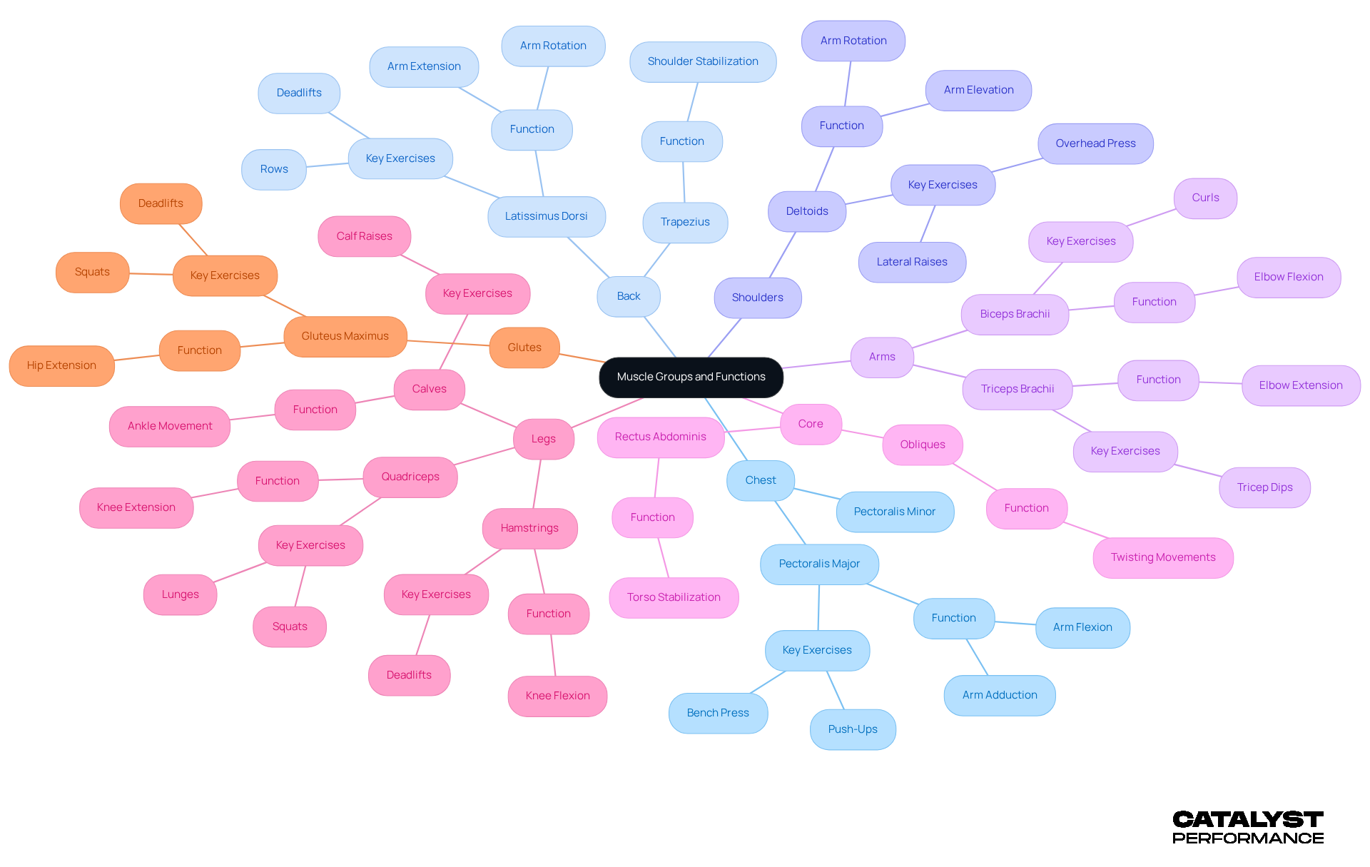 The central node represents the overall topic of muscle groups. Each branch shows a specific muscle group, and the sub-branches detail the muscles and their functions. This layout helps you see how each group contributes to fitness and strength training.