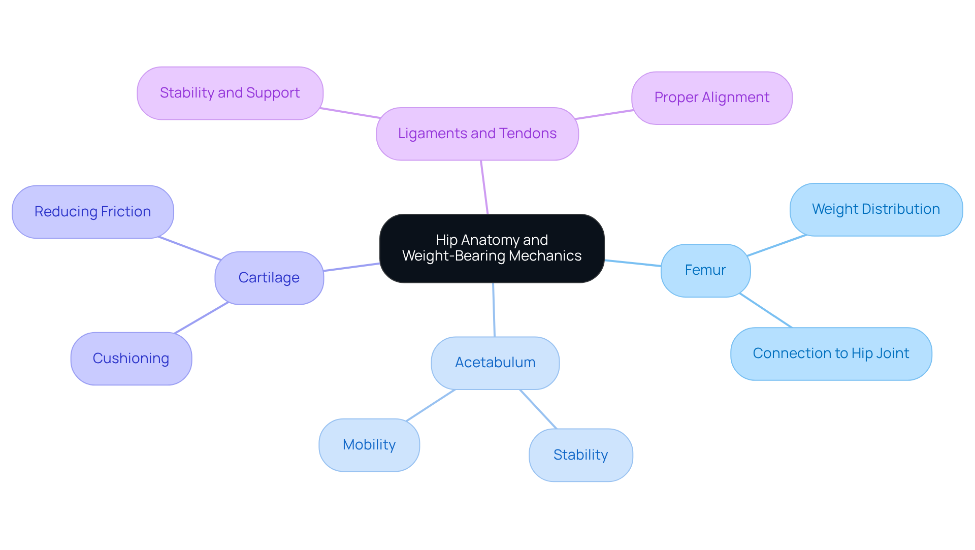 This mindmap illustrates the complex structure of the hip and how its components work together during weight-bearing activities. Each branch represents a part of the hip, and the sub-branches explain their specific roles. Follow the branches to see how these elements contribute to hip health and comfort. This mindmap illustrates the complex structure of the hip and how its components work together during weight-bearing activities. Each branch represents a part of the hip, and the sub-branches explain their specific roles. Follow the branches to see how these elements contribute to hip health and comfort.