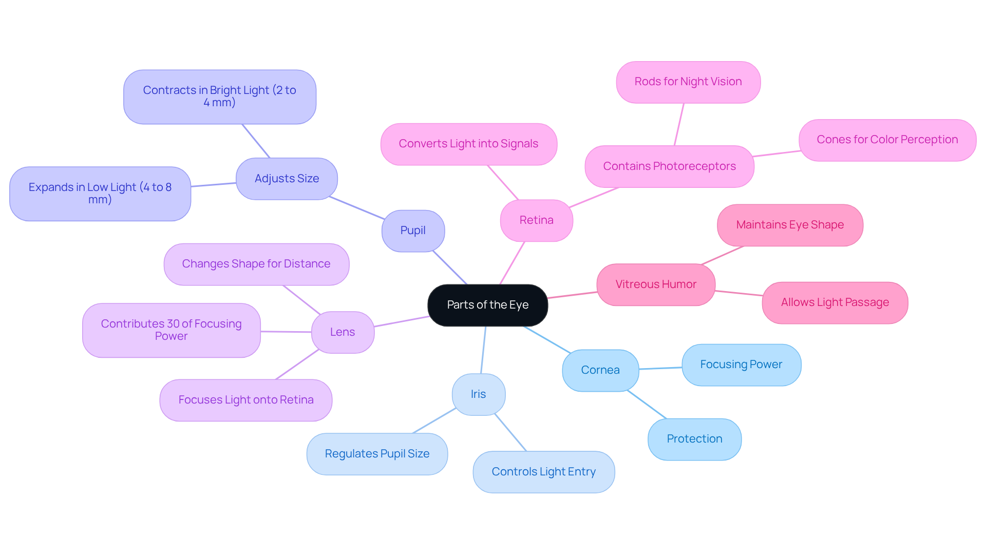 This mindmap illustrates the different parts of the eye and their functions. Start at the center with 'Parts of the Eye' and follow the branches to learn about each component. Each color-coded branch represents a different part, and the sub-branches explain what each part does. This visual guide helps you see how everything works together to support your vision.