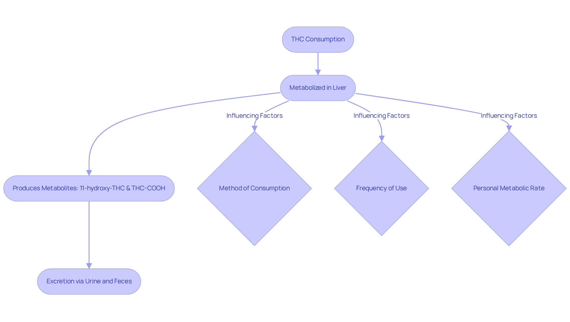 Follow the arrows to understand how THC moves through your body from consumption to excretion. The side branches highlight the factors that can change how long THC stays detectable.