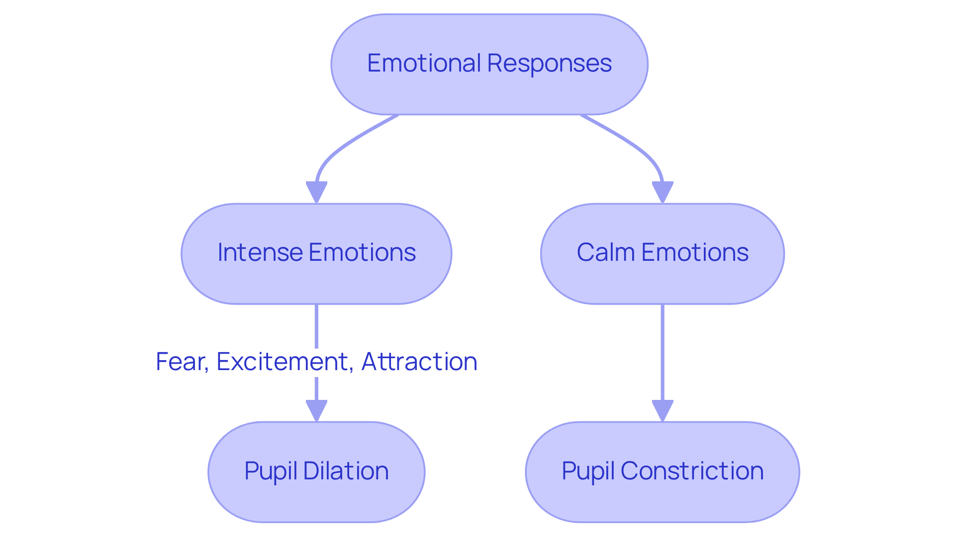 This flowchart shows how different emotional states affect pupil size. When you feel intense emotions like fear or excitement, your pupils dilate. In contrast, when you're calm, your pupils constrict. Follow the arrows to see how emotions lead to these physiological changes.
