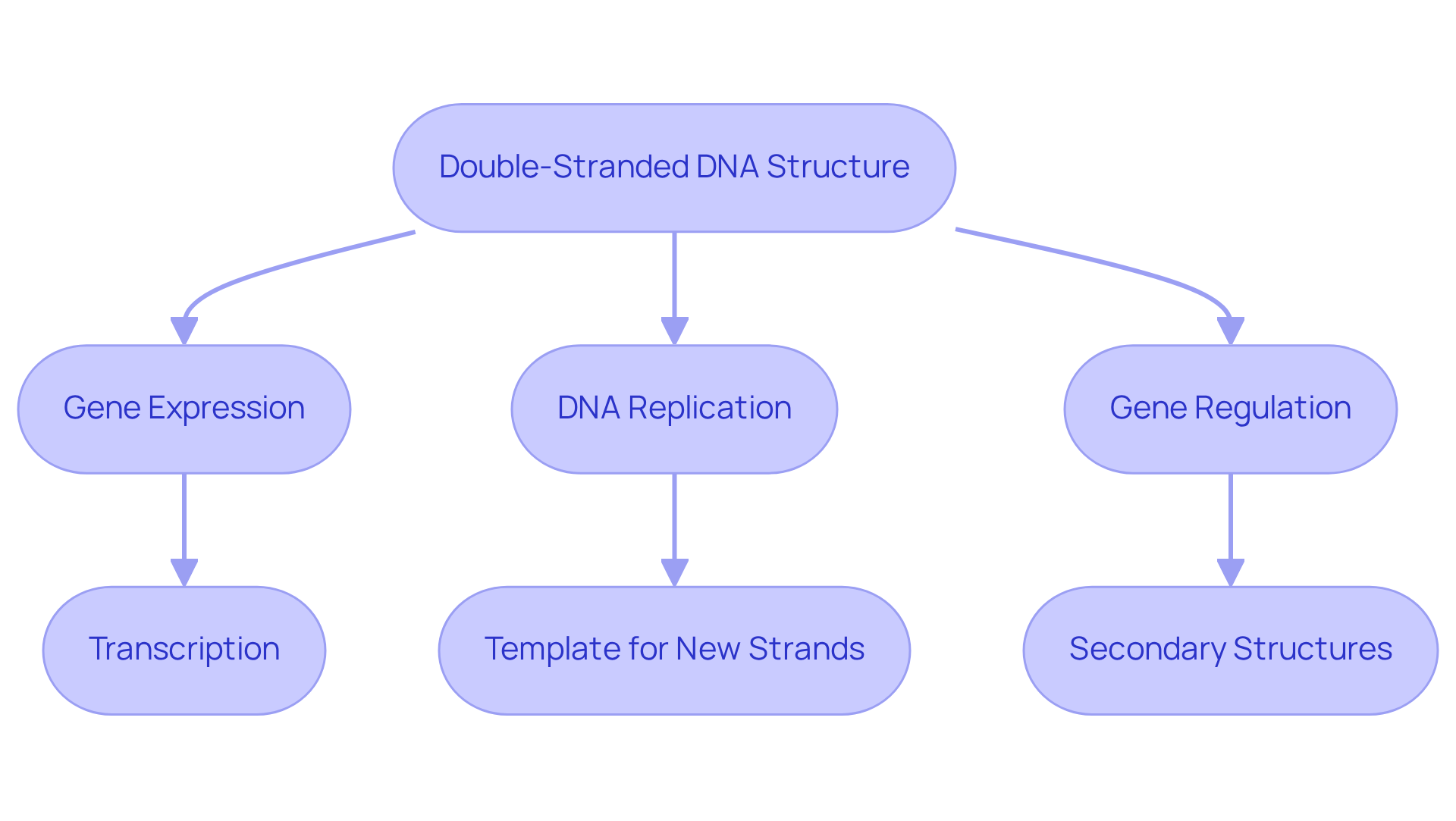 This flowchart shows how the double-stranded DNA structure influences various biological processes. Each box represents a key function, and the arrows indicate how they are interconnected.