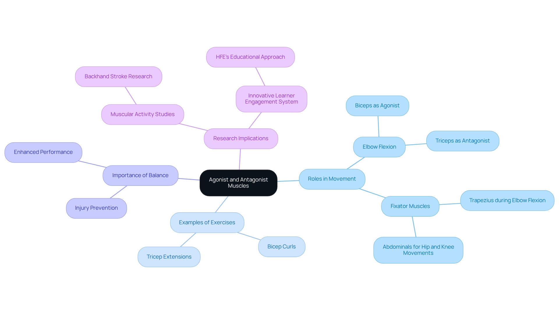 The central node represents the relationship between agonist and antagonist muscles, while branches indicate specific roles, examples, and implications for training.