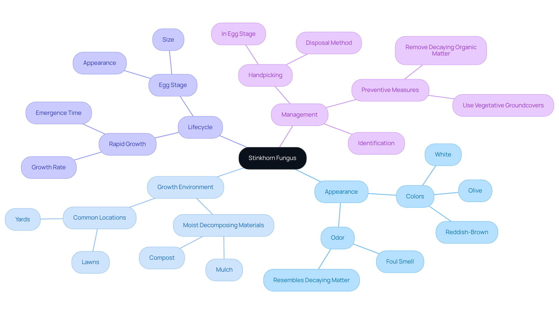 The central node represents stinkhorn fungus, and each branch shows a different aspect of it. Follow the branches to learn about its appearance, where it grows, how it develops, and how to manage it effectively.