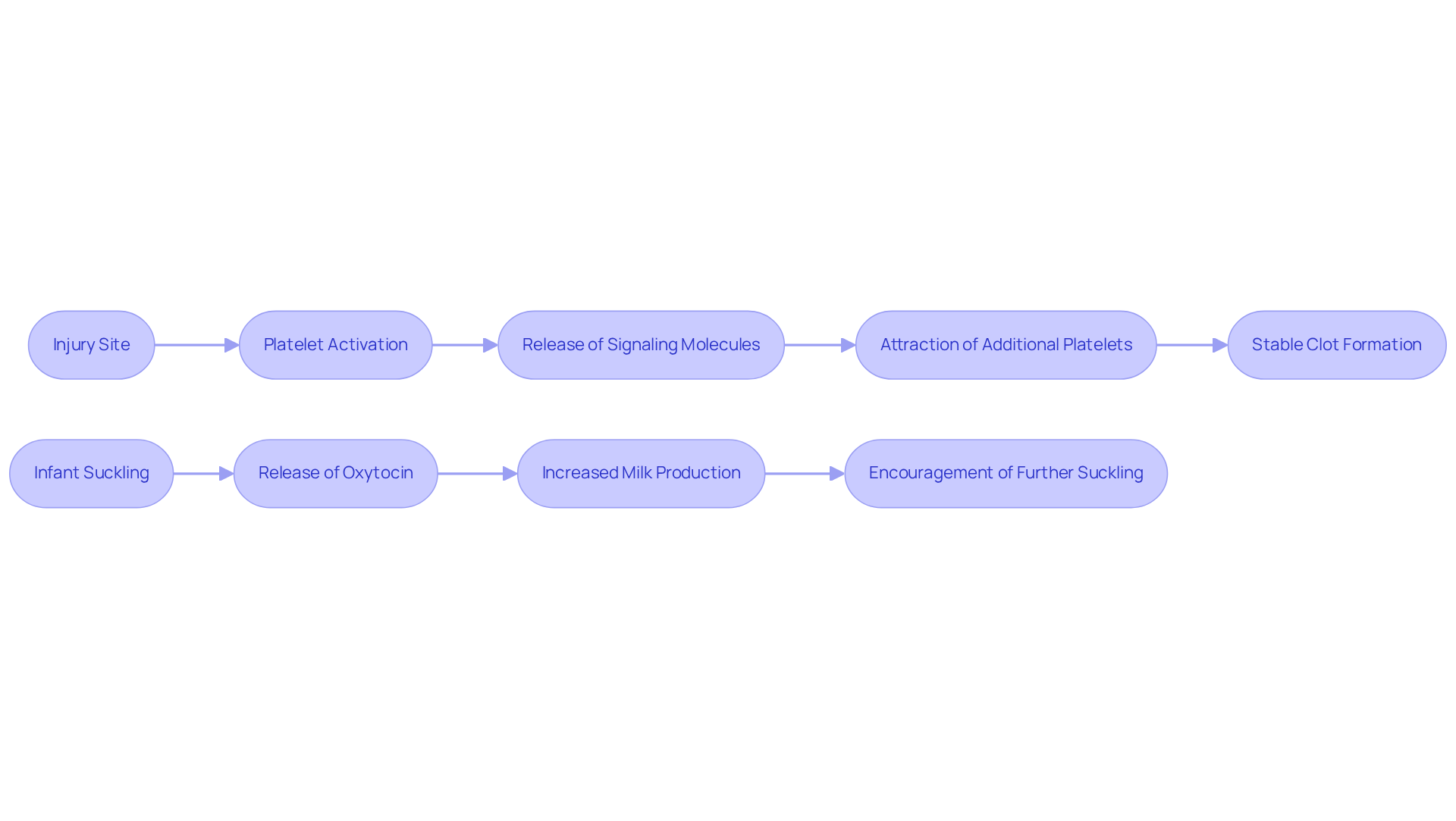 Each flowchart shows a biological process: the first illustrates how blood clotting occurs step-by-step, while the second shows how suckling stimulates milk production. Follow the arrows to see how each action leads to the next in these vital processes.