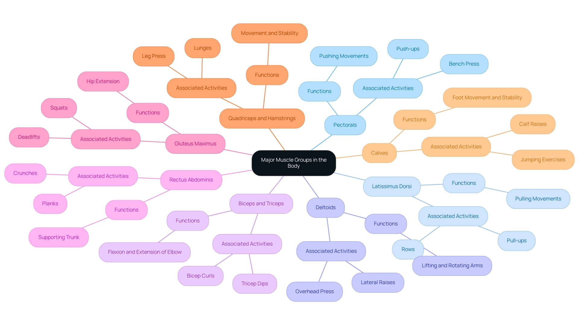 Each branch represents a major muscle group, with sub-branches detailing their functions and associated activities.