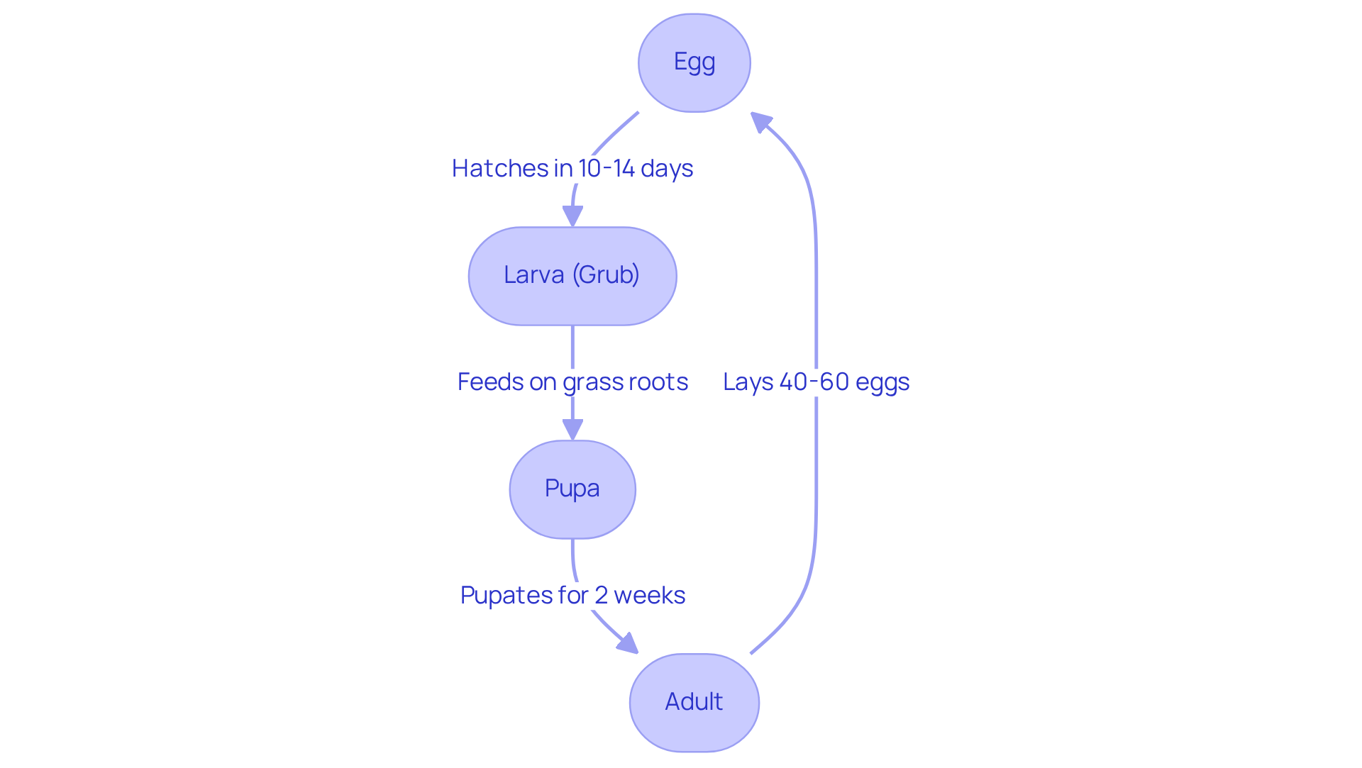 Follow the arrows to see how Japanese beetles develop from eggs to adults. Each stage has its own challenges for homeowners, so understanding this cycle helps in managing their impact on lawns. Follow the arrows to see how Japanese beetles develop from eggs to adults. Each stage has its own challenges for homeowners, so understanding this cycle helps in managing their impact on lawns.