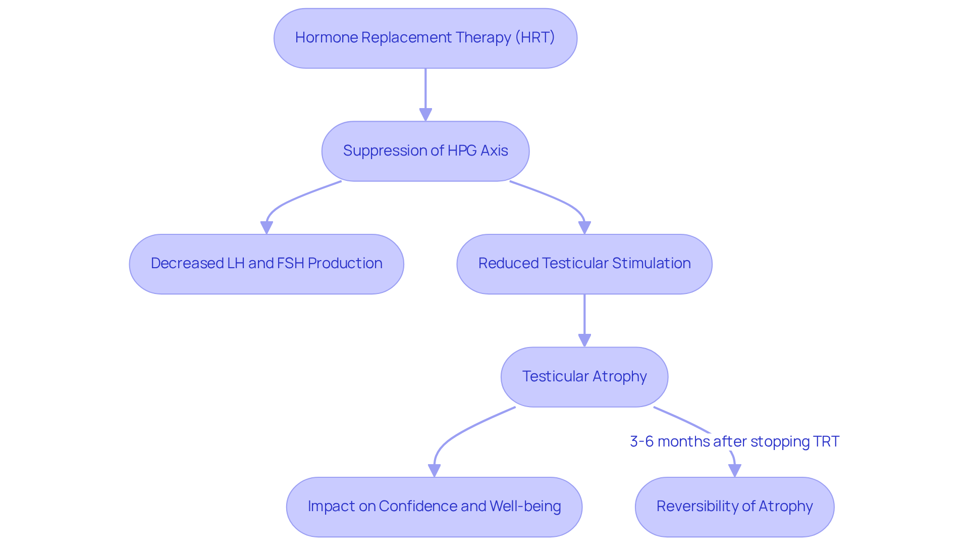 This flowchart shows how hormone replacement therapy can lead to testicular atrophy. Follow the arrows to see how hormone suppression affects testicular function and size, and note the potential for recovery after stopping therapy. This flowchart shows how hormone replacement therapy can lead to testicular atrophy. Follow the arrows to see how hormone suppression affects testicular function and size, and note the potential for recovery after stopping therapy.