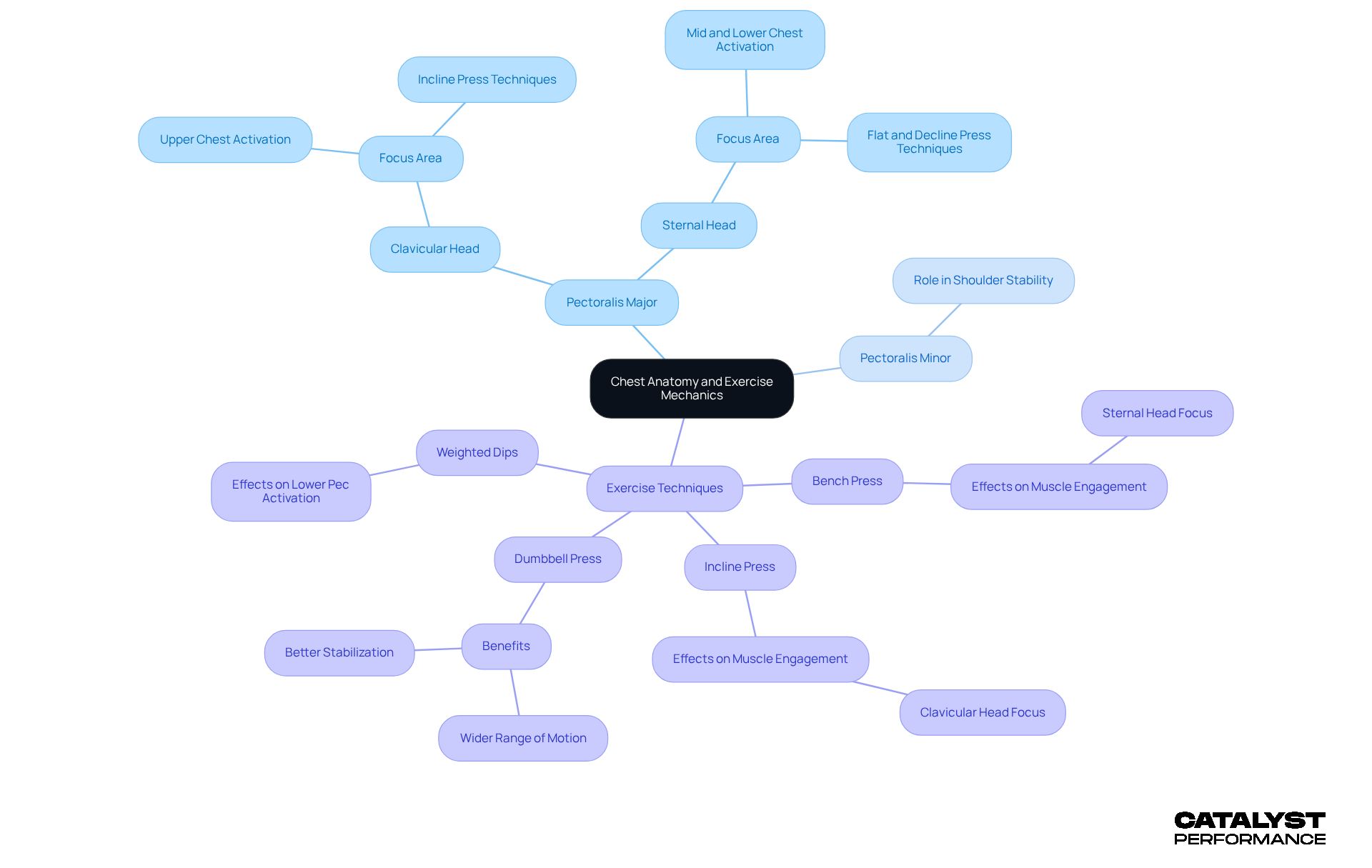 The central node represents the overall topic, while branches show specific muscles and exercises. Each color-coded branch helps you see how anatomy influences exercise choices for better results.