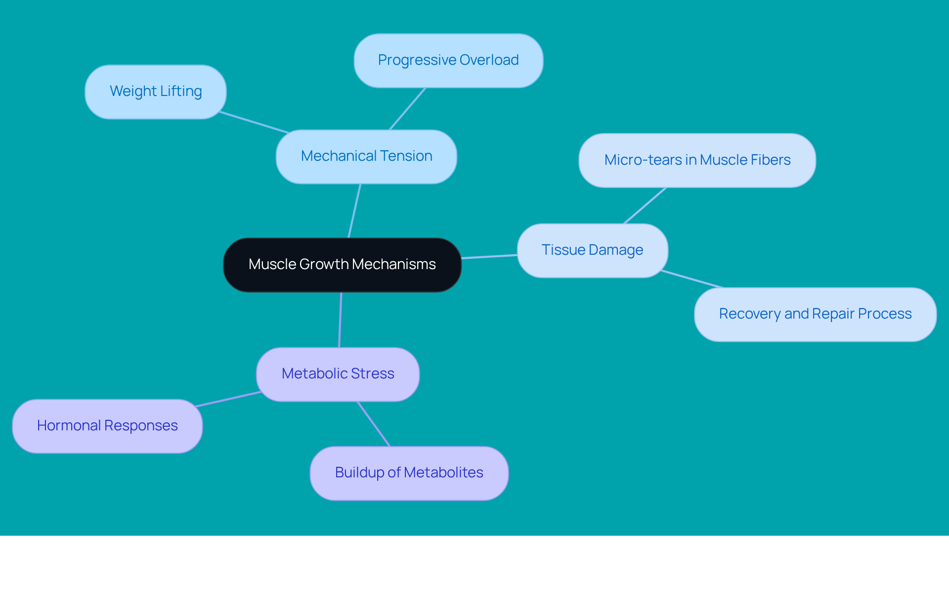The center represents muscle growth, and the branches show the three key factors that influence it. Each factor is essential for understanding how to effectively build muscle.