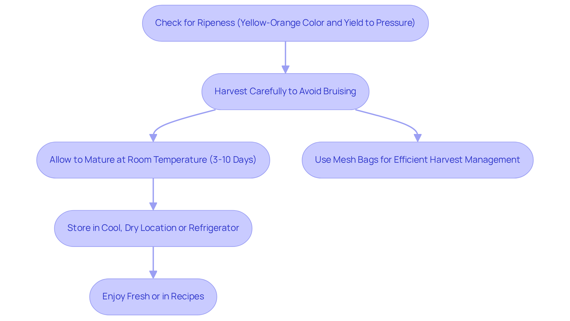 Follow the arrows to see the steps for harvesting canistel fruits — from checking ripeness to enjoying them in your favorite dishes!