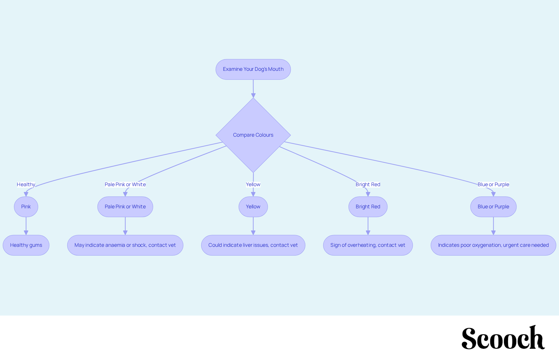 Master the Normal Dog Gum Color Chart for Your Dog's Health