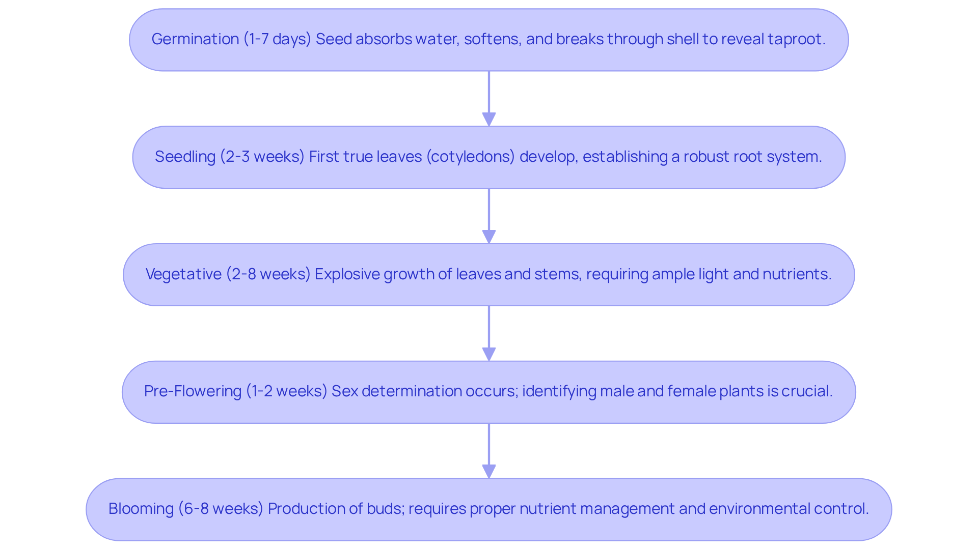 Each box represents a stage in the cannabis growth cycle. Follow the arrows to see how the plant progresses from one phase to the next, with details on how long each stage lasts and what to expect. Each box represents a stage in the cannabis growth cycle. Follow the arrows to see how the plant progresses from one phase to the next, with details on how long each stage lasts and what to expect.