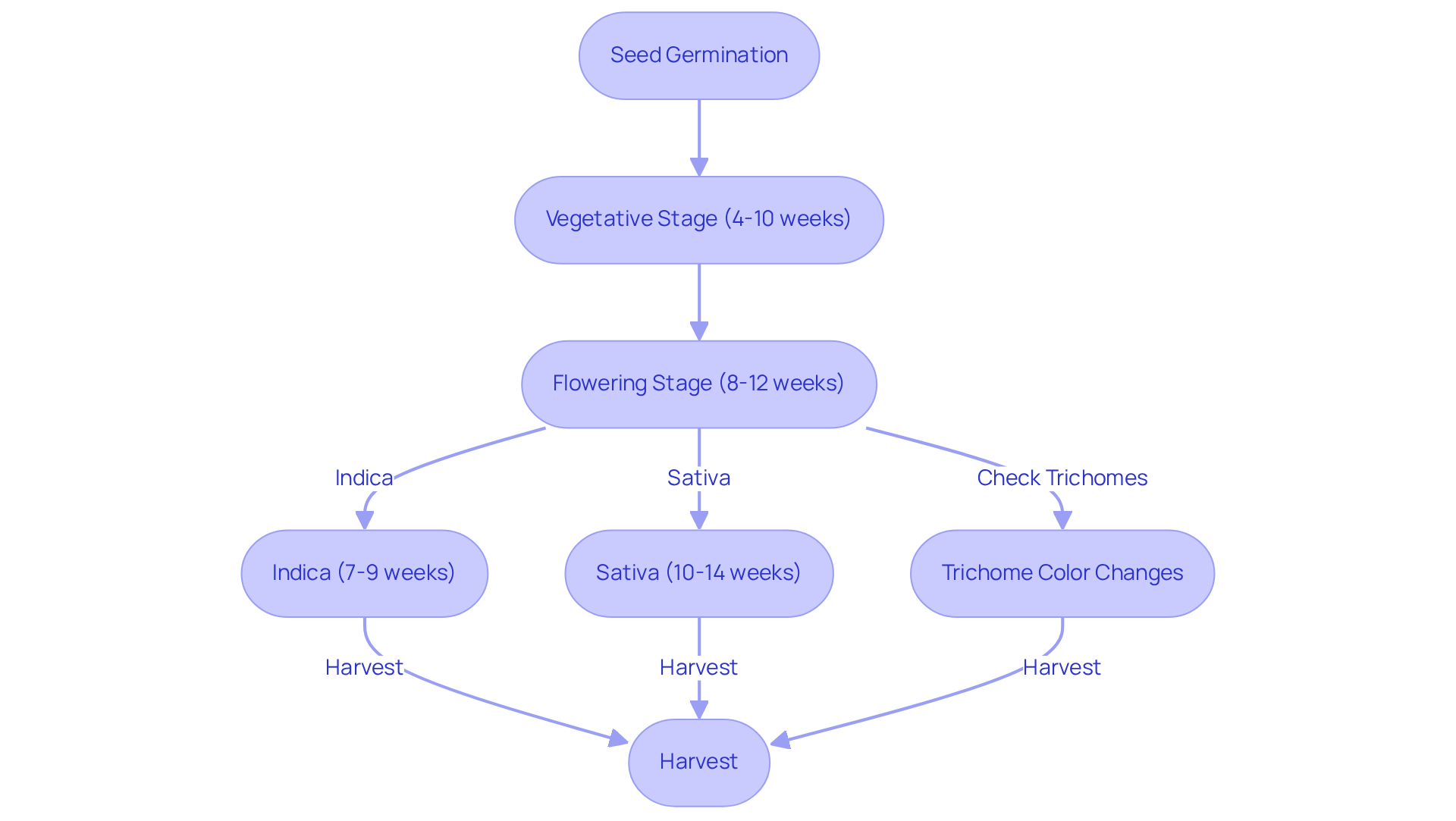 This flowchart outlines the journey of cannabis plants from seed to harvest. Each box represents a stage, and the arrows show how one stage leads to the next. Keep an eye on the trichome colors during flowering to know when to harvest! This flowchart outlines the journey of cannabis plants from seed to harvest. Each box represents a stage, and the arrows show how one stage leads to the next. Keep an eye on the trichome colors during flowering to know when to harvest!