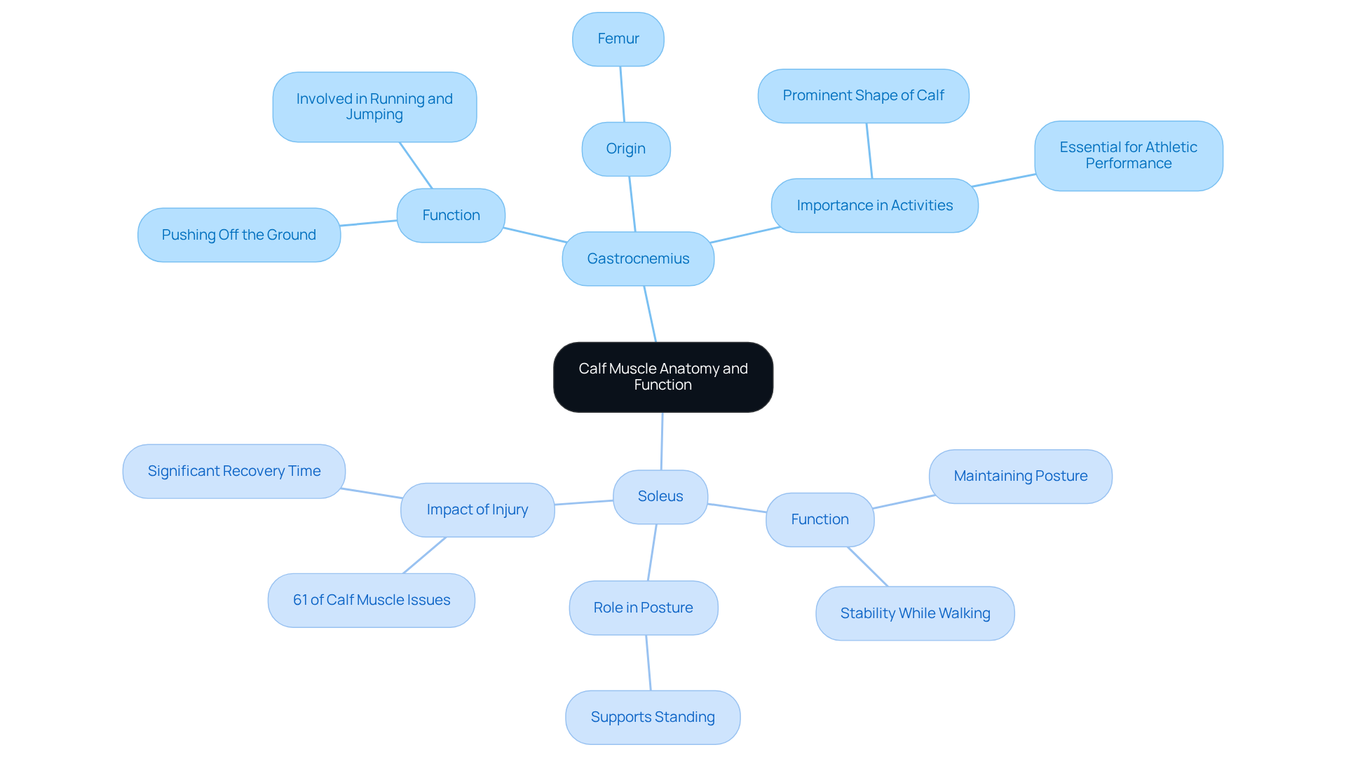 This mindmap starts with the main topic in the center and branches out to show the two key muscles in the calf. Each branch explains what the muscle does, where it comes from, and why it's important. Follow the branches to see how these muscles work together to help you move. This mindmap starts with the main topic in the center and branches out to show the two key muscles in the calf. Each branch explains what the muscle does, where it comes from, and why it's important. Follow the branches to see how these muscles work together to help you move.