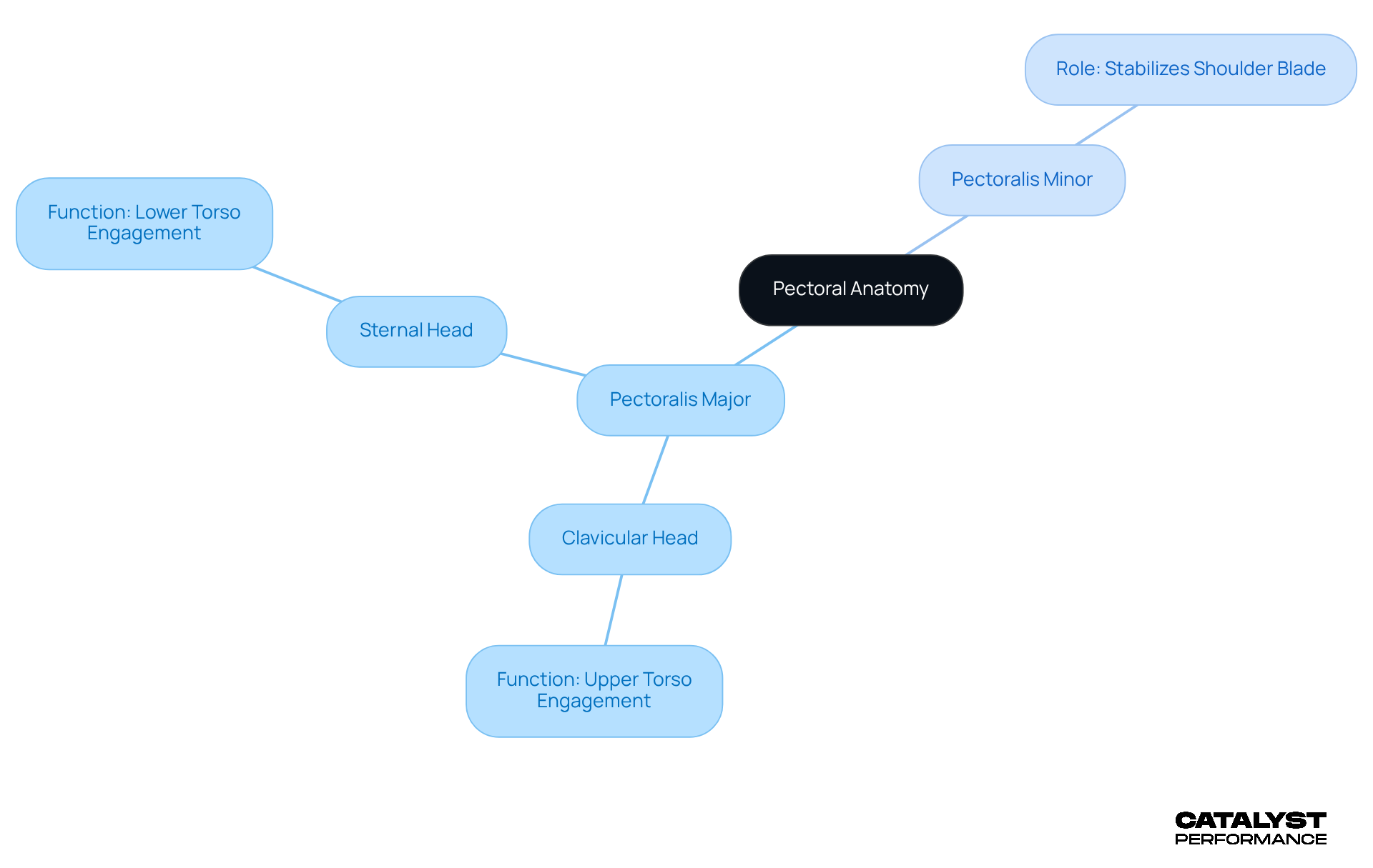 The central node represents the overall topic of pectoral anatomy. The branches show the major muscle groups and their specific parts, helping you visualize how they relate to your training goals.