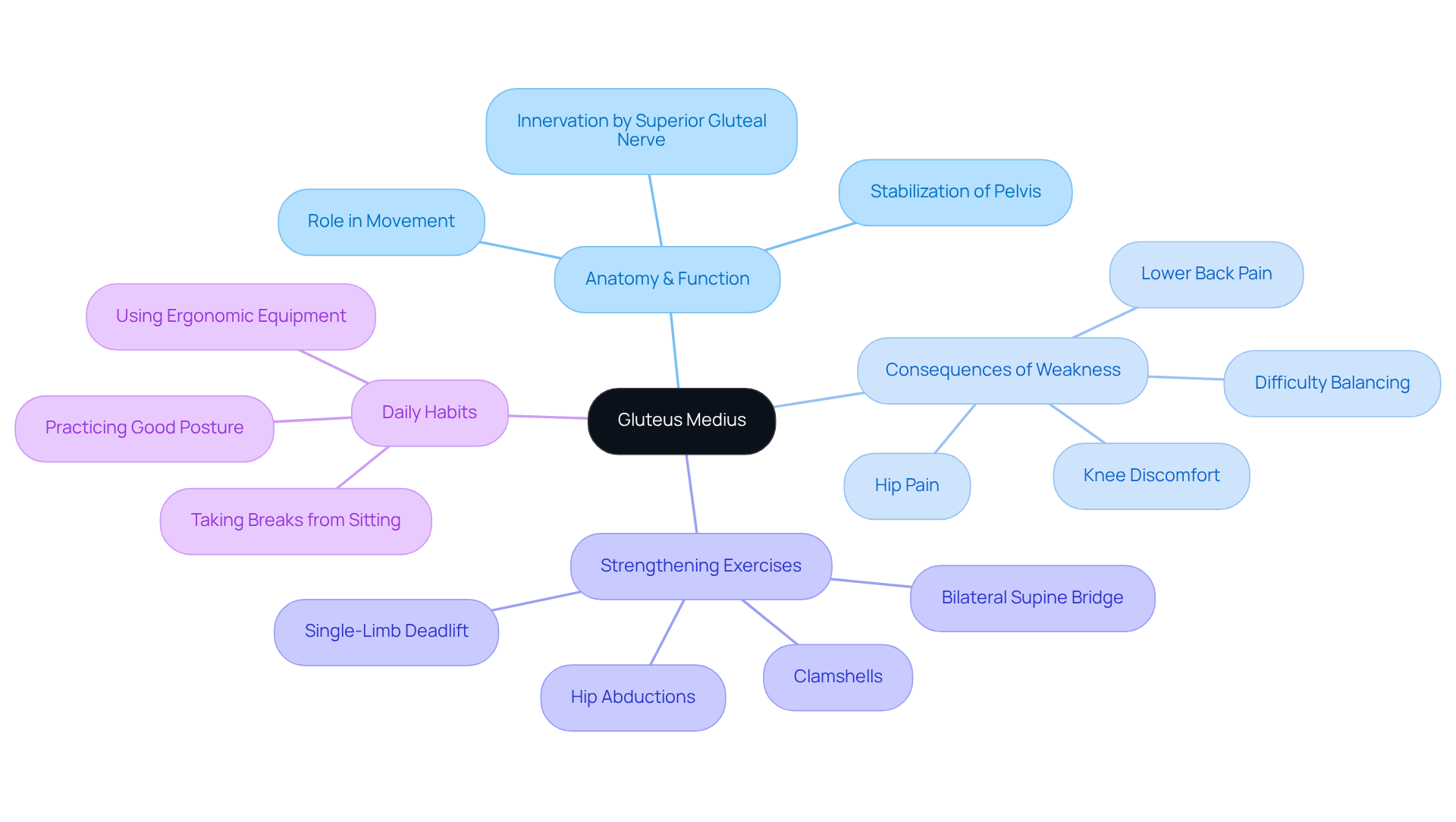 This mindmap starts with the gluteus medius at the center, branching out to show its anatomy, the problems that arise from weakness, exercises to strengthen it, and daily habits to support its health. Each branch helps you see how these elements connect to the overall importance of this muscle in maintaining mobility.