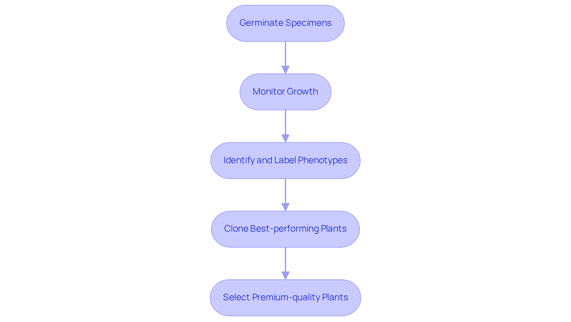 Follow the arrows to see how each step builds upon the last in the pheno hunting process, guiding you towards successful cultivation.