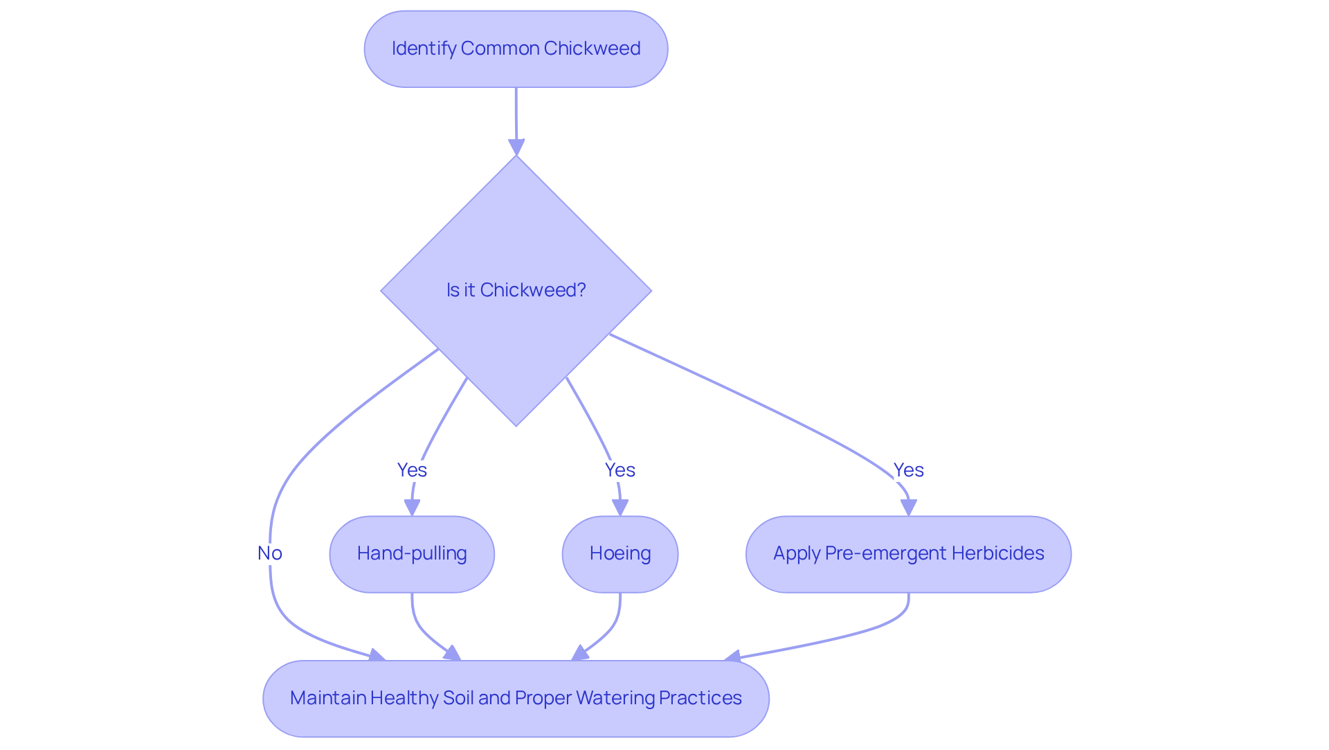 Follow the flow from identifying chickweed to taking action. Each step guides you through the process of managing this weed effectively. Follow the flow from identifying chickweed to taking action. Each step guides you through the process of managing this weed effectively.