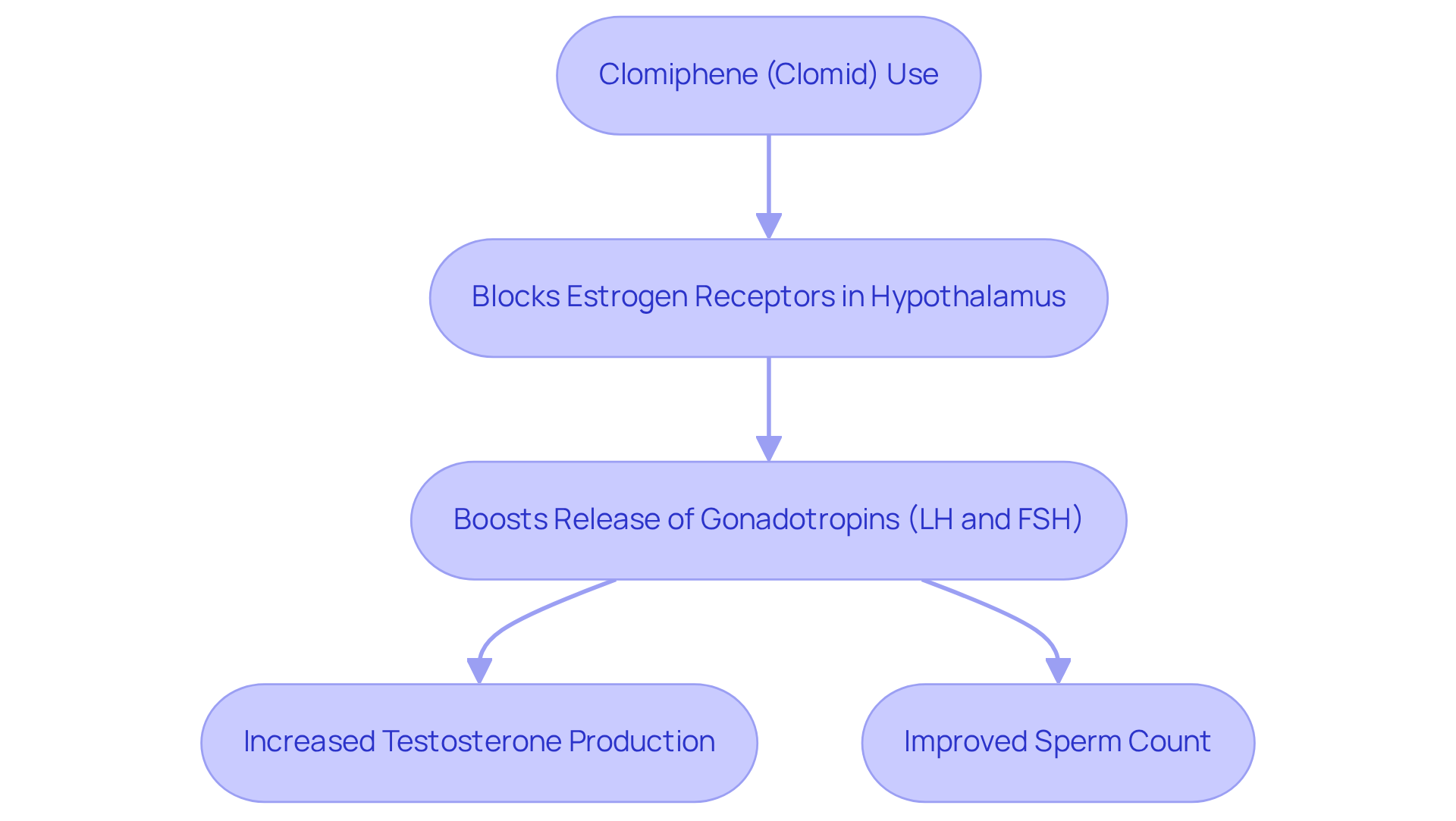 Follow the arrows to see how Clomiphene works in the body. It starts by blocking estrogen, which leads to the release of important hormones that help boost testosterone and sperm production.