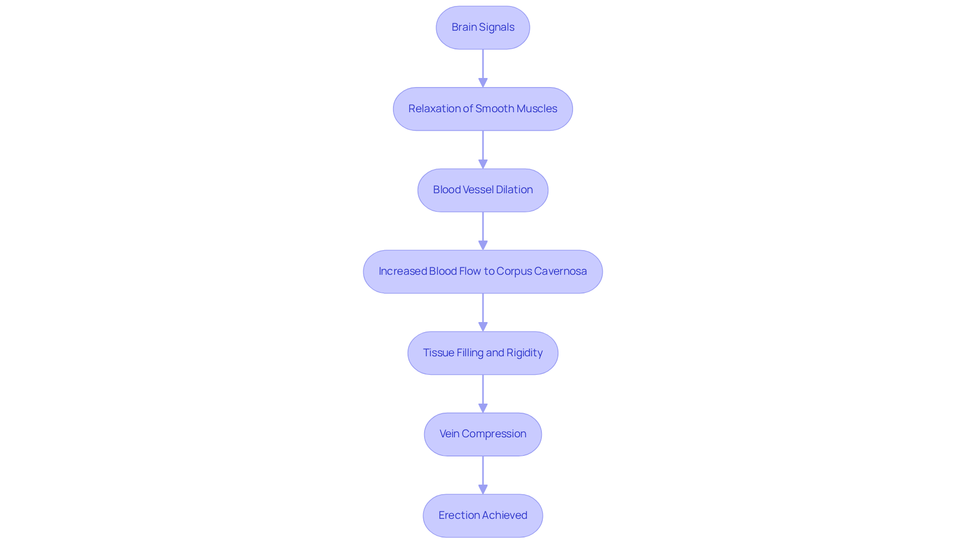 Follow the arrows to see how each step leads to the next in the process of achieving an erection. Each box represents a key stage, from brain signals to the final erection, highlighting how lifestyle factors can influence these stages.