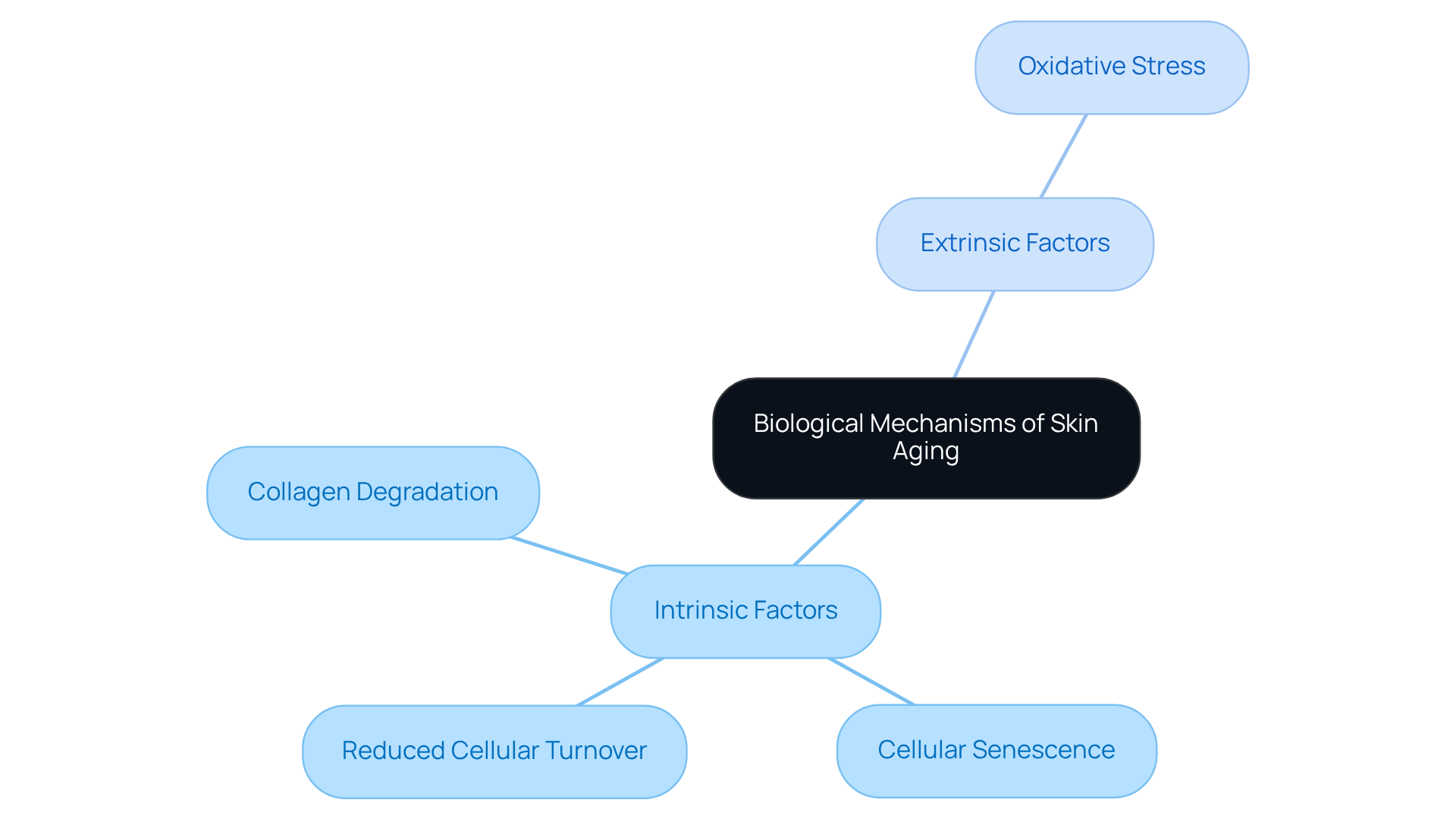 The central node represents the overall topic of skin aging, while the branches show the different factors that contribute to it. Each sub-branch provides specific details about how these factors affect skin health.