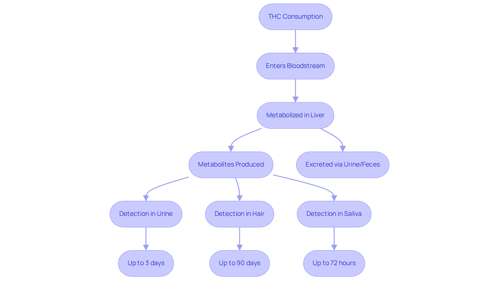 This flowchart shows the journey of THC in your body: how it’s consumed, processed, and detected. Each step is connected, helping you see how factors like usage frequency affect detection times.
