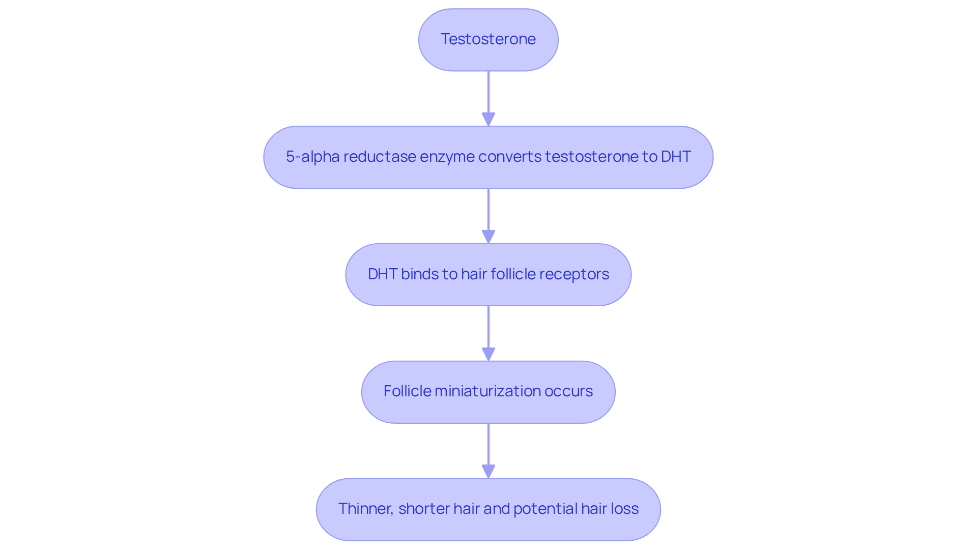 This flowchart shows how testosterone is transformed into DHT and how that process can lead to hair loss. Follow the arrows to see how each step connects to the next.