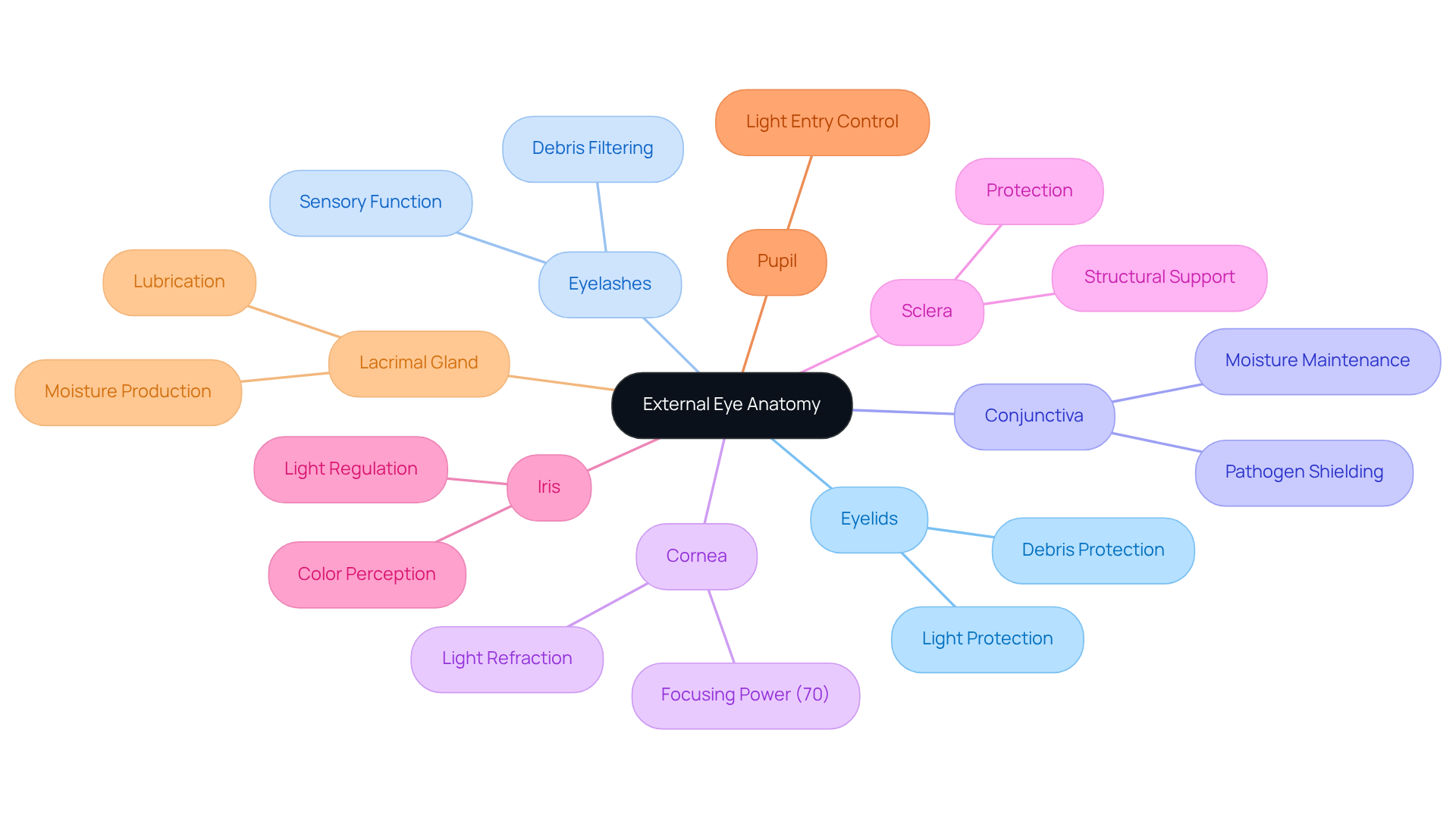 The central node represents the overall topic of external eye anatomy. Each branch shows a different structure of the eye, and the sub-branches detail their functions. Follow the branches to discover how these components work together to protect and enable vision.
