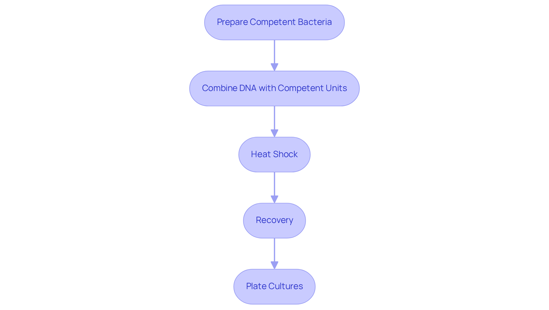 Each box represents a step in the transformation process. Follow the arrows to see how each step leads to the next, from preparing the bacteria to plating the cultures.