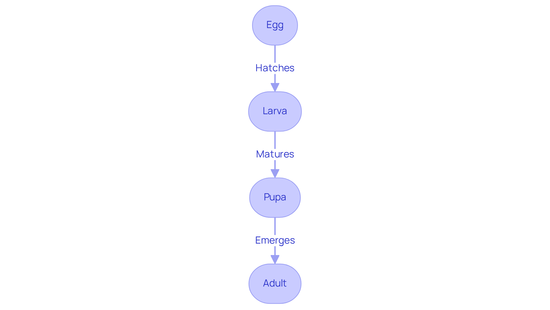 This flowchart shows how fleas develop from one stage to the next. Each box represents a stage in their life cycle, helping you understand how they grow and why controlling them is important.