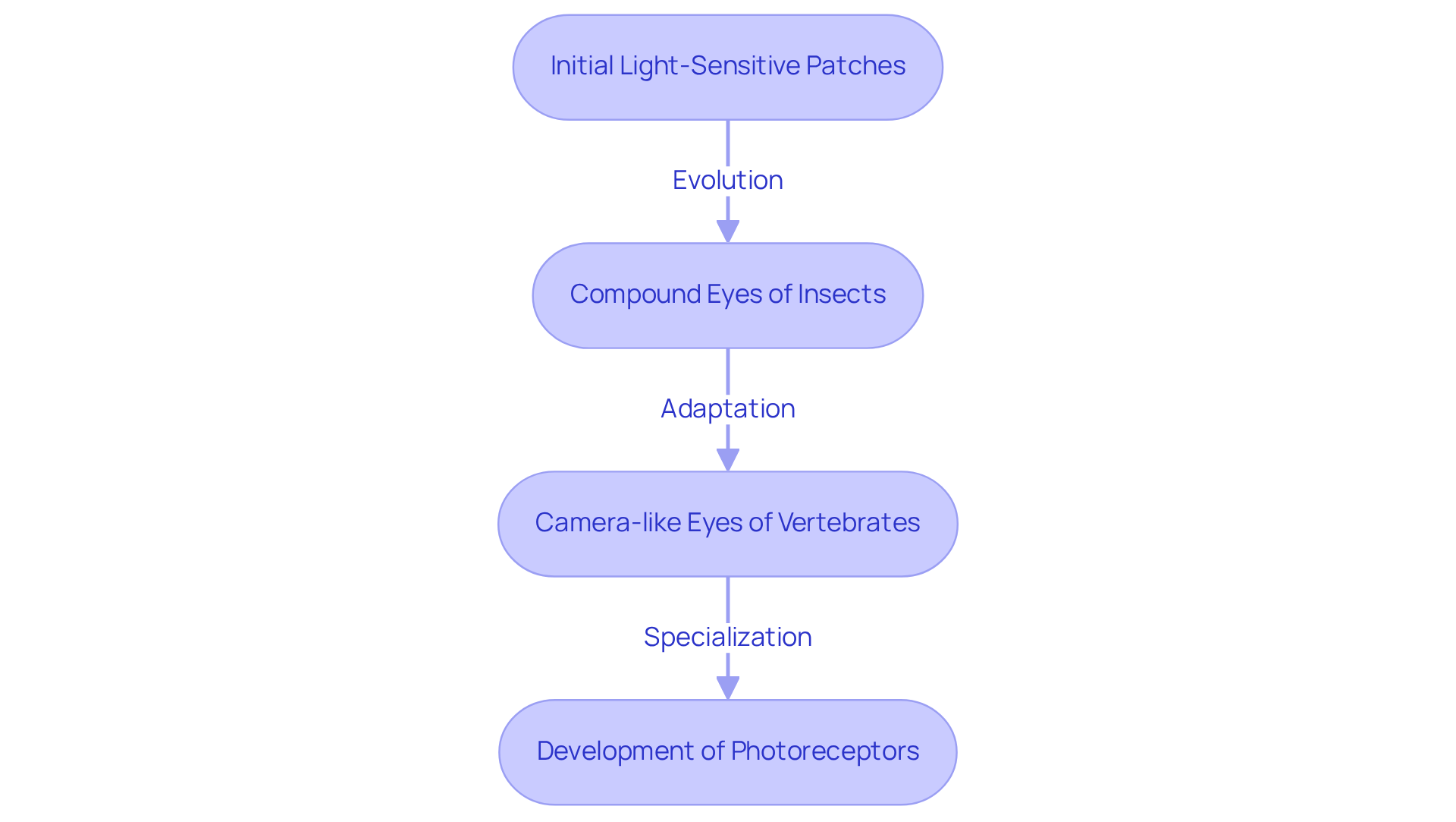 This flowchart illustrates the fascinating journey of eyeball evolution. Each box represents a significant stage in the development of eye anatomy, showing how simple structures evolved into the complex eyes we see today. Follow the arrows to understand how each stage builds upon the previous one.
